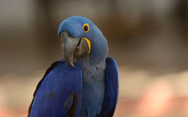 Download Animal Hyacinth Macaw HD Wallpaper