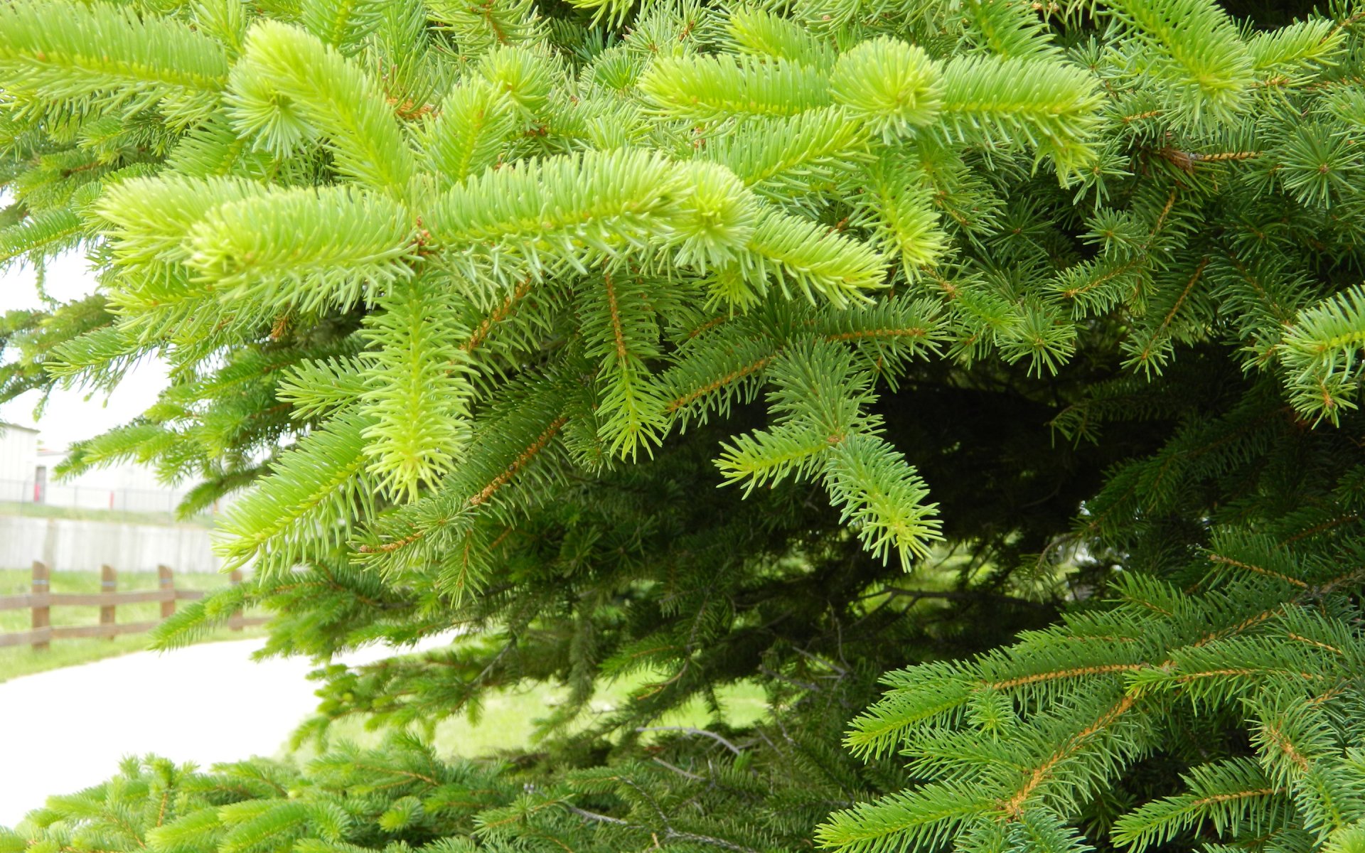 Vibrant Green Pine Close-Up HD Nature Wallpaper