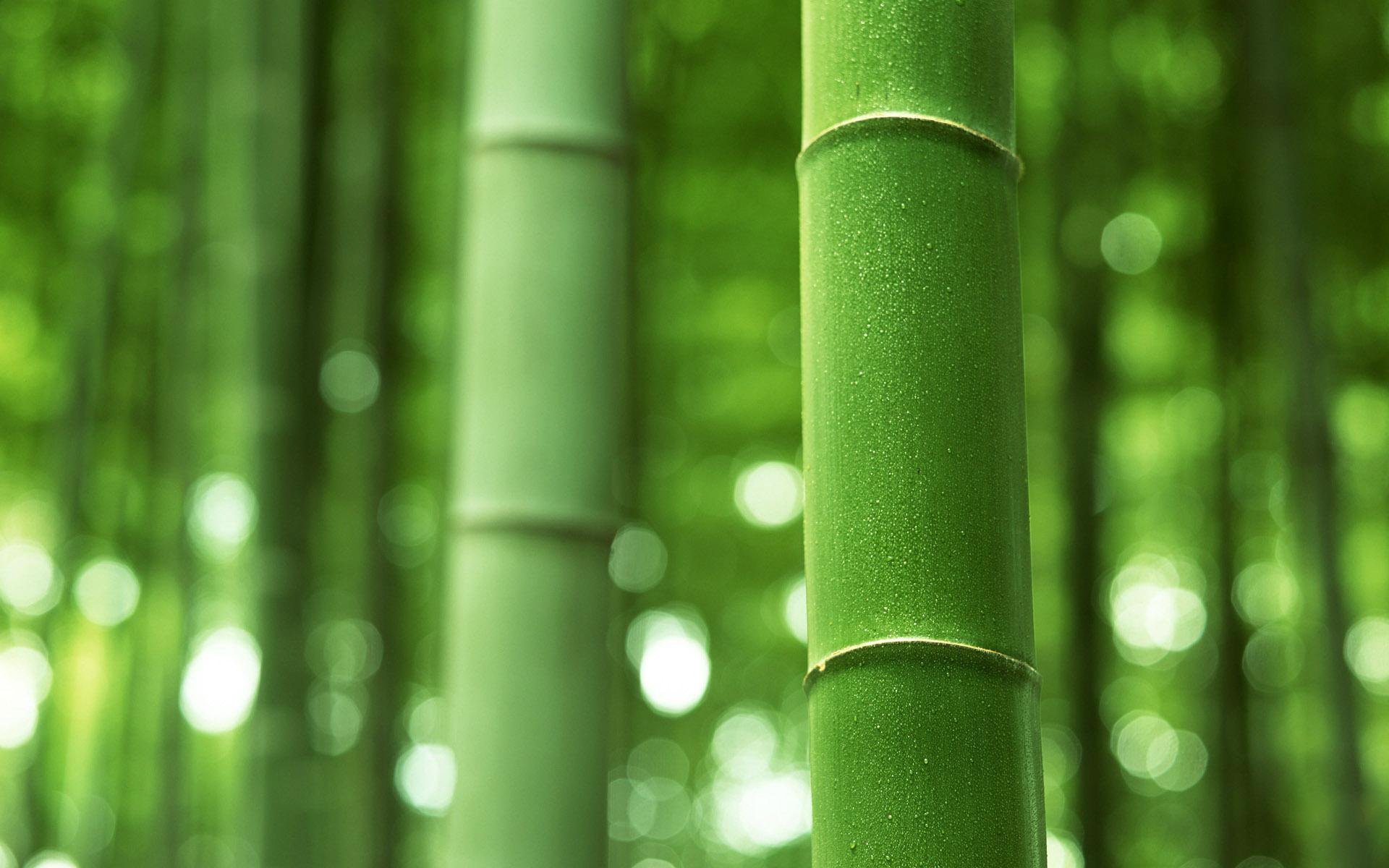 Download Nature Bamboo HD Wallpaper