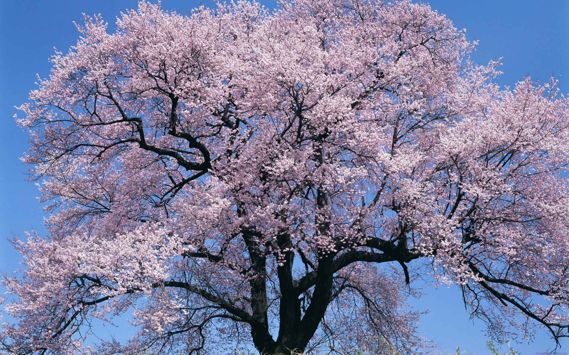 Download Nature Tree HD Wallpaper | 2560x1600 | Wallpaper Abyss