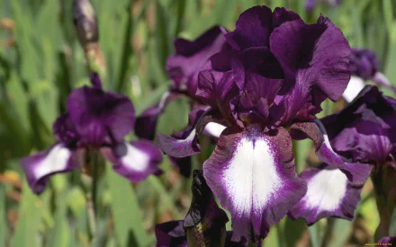 Iris - Desktop Wallpapers, Phone Wallpaper, PFP, Gifs, and More!