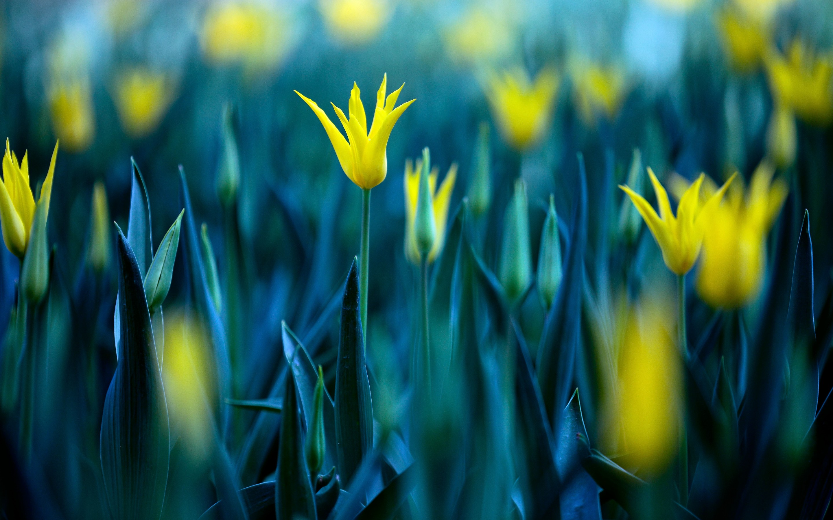 Blossoming Beauty: HD Wallpaper of Nature's Yellow Flowers