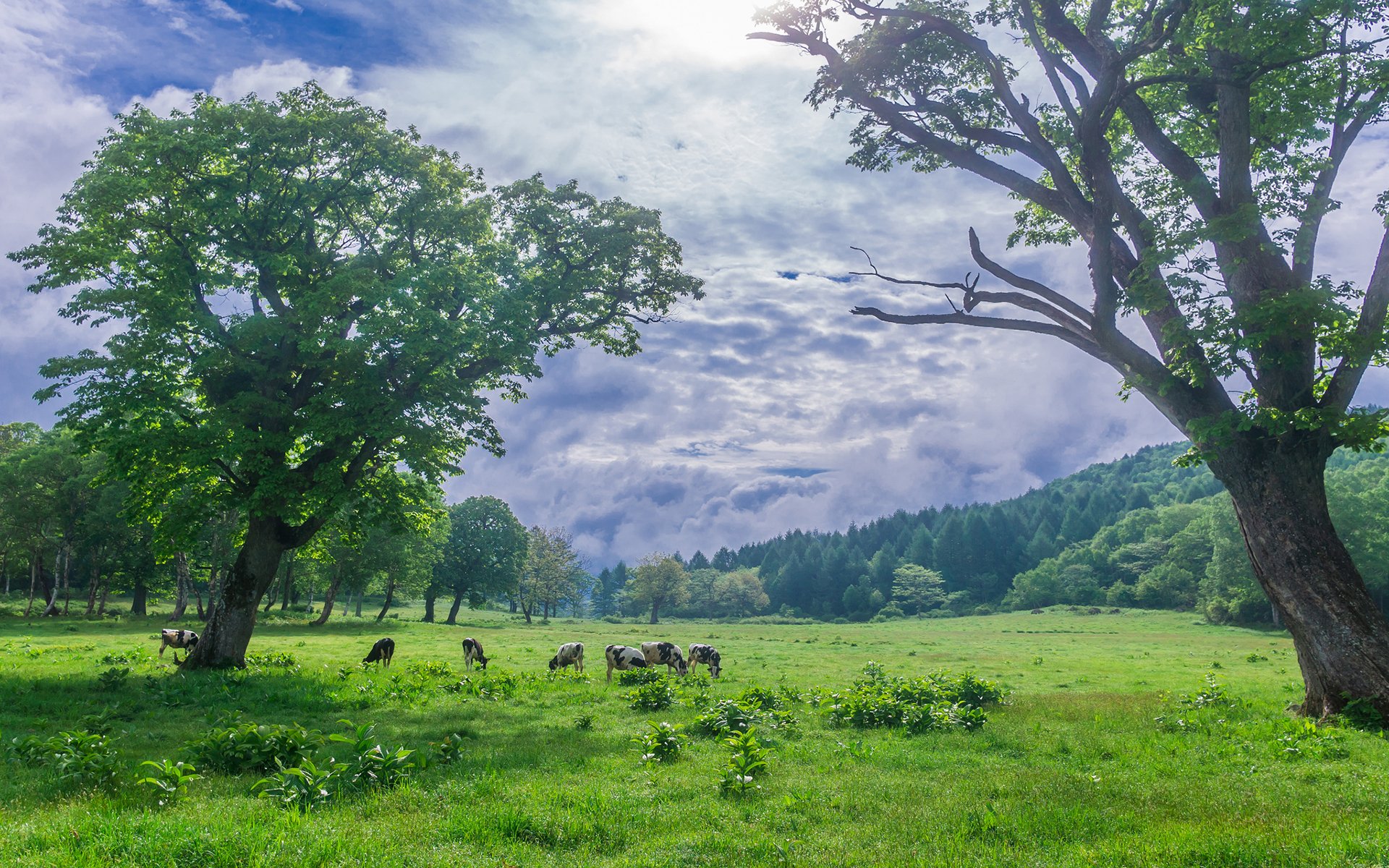 Serene Cow Pasture - HD Wallpaper