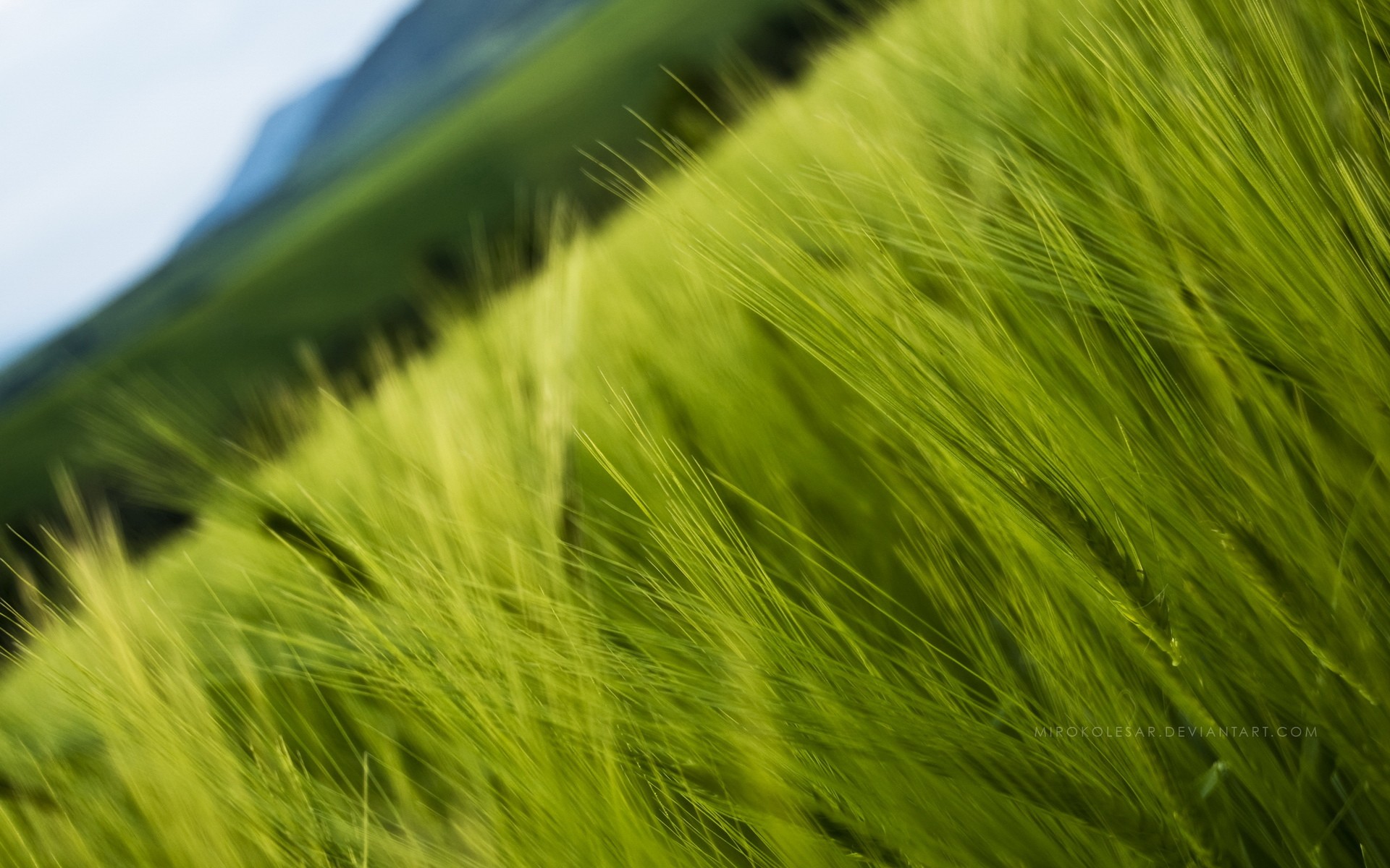 Nature Grass HD Wallpaper