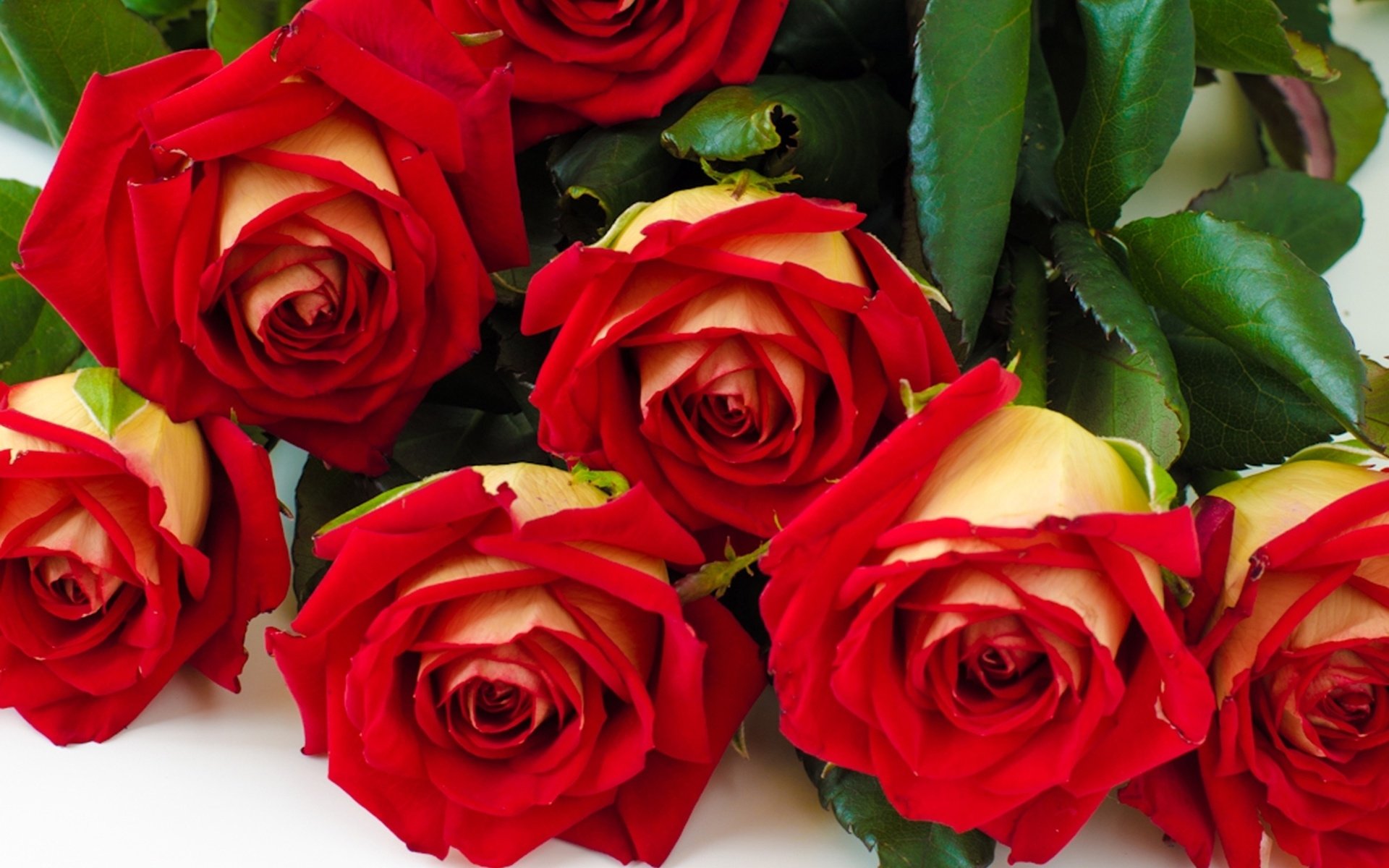 Stunning Nature: HD Wallpaper of Vibrant Roses | 1920x1200 | Wallpaper ...