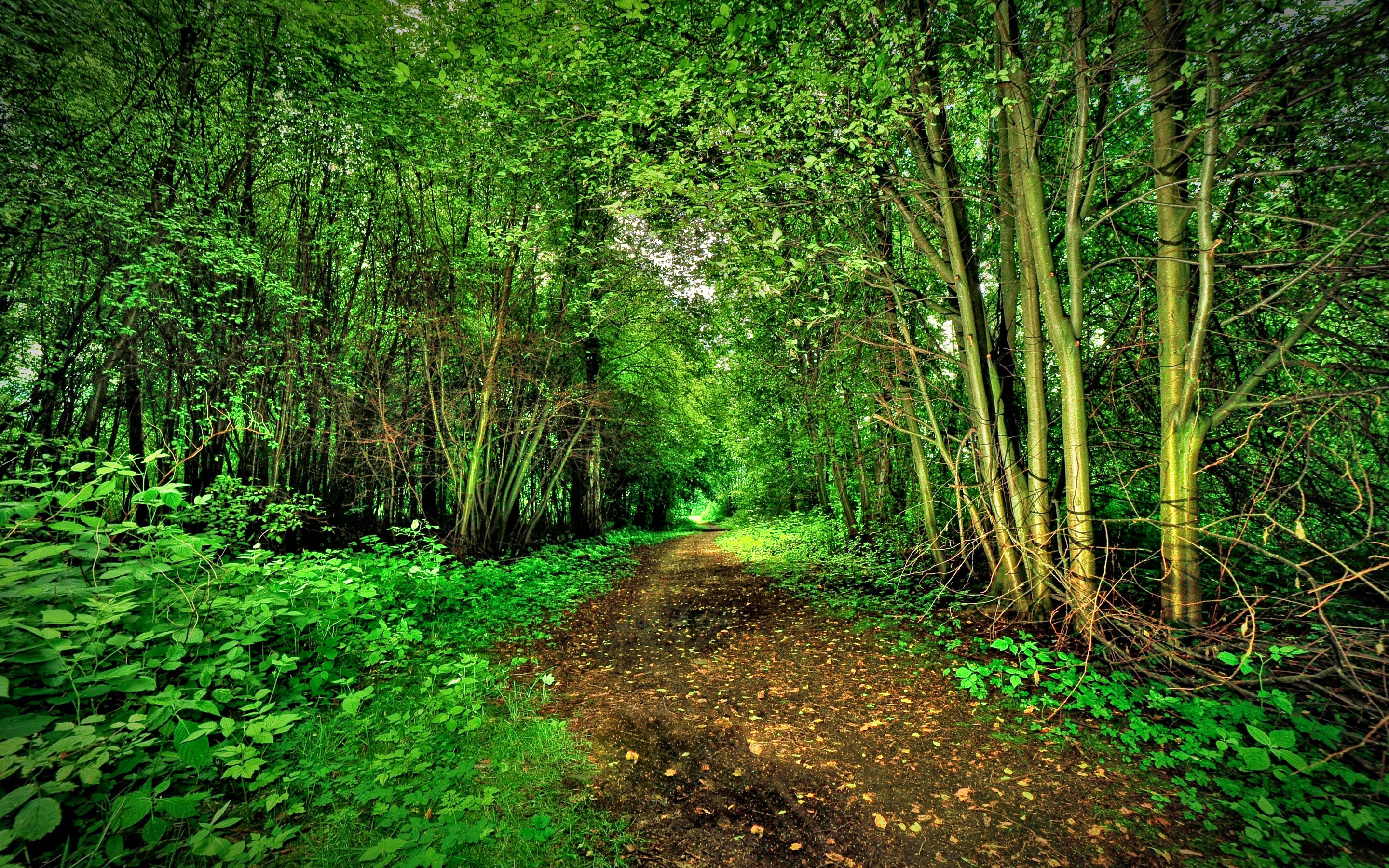 Download Nature Path HD Wallpaper