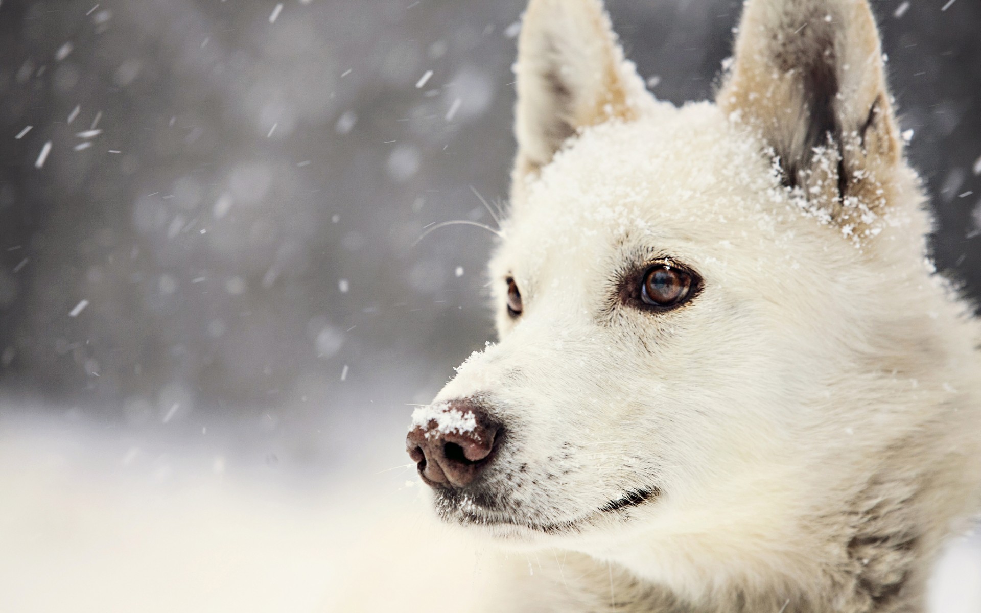 Charming Snow Dog HD Wallpaper