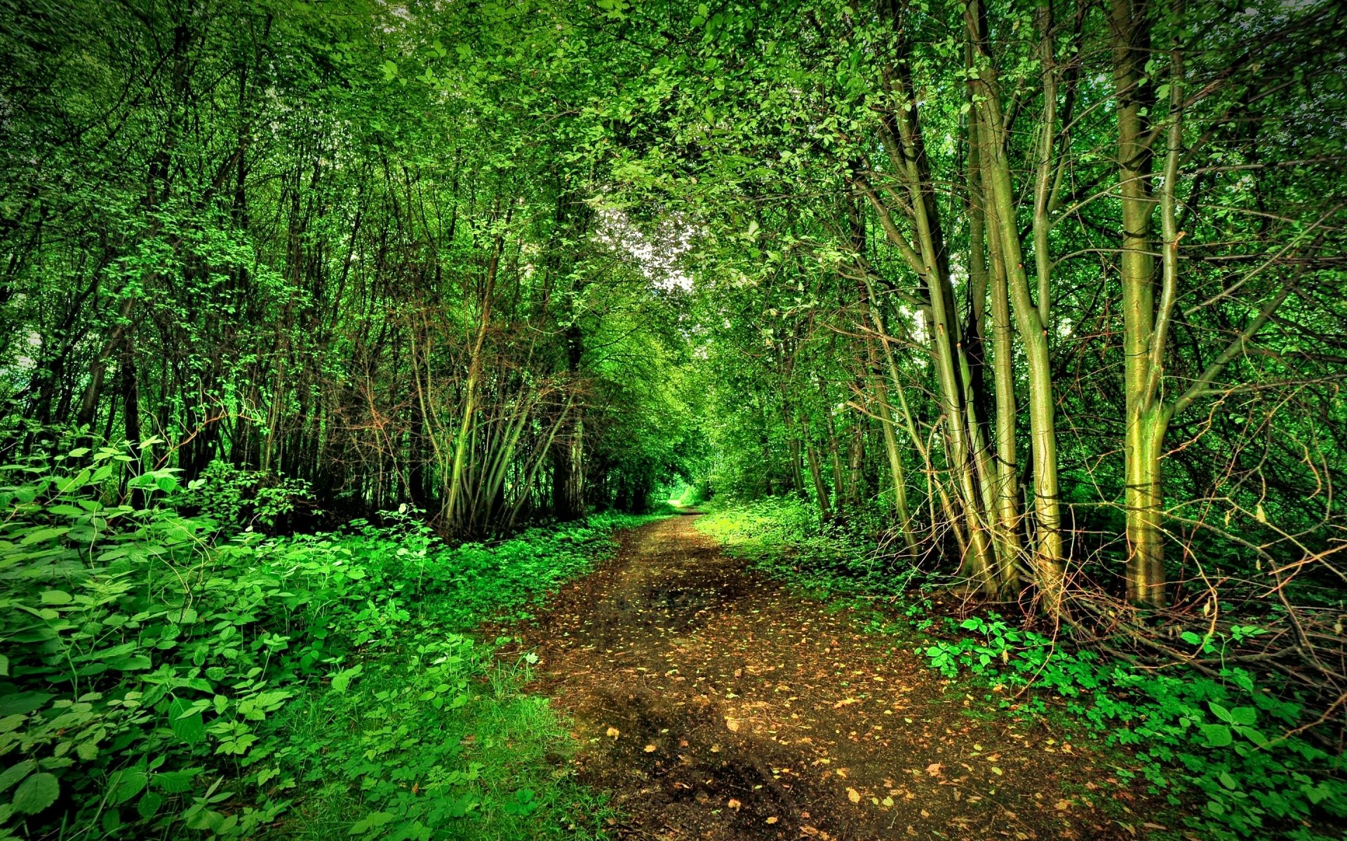 Download Nature Path HD Wallpaper