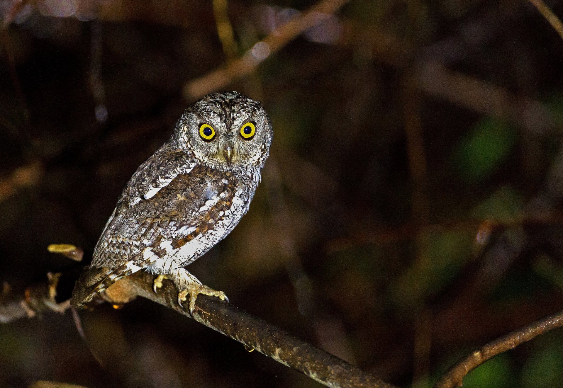 HD Wallpaper of a Majestic Owl at Night | 2048x1412 | Wallpaper Abyss