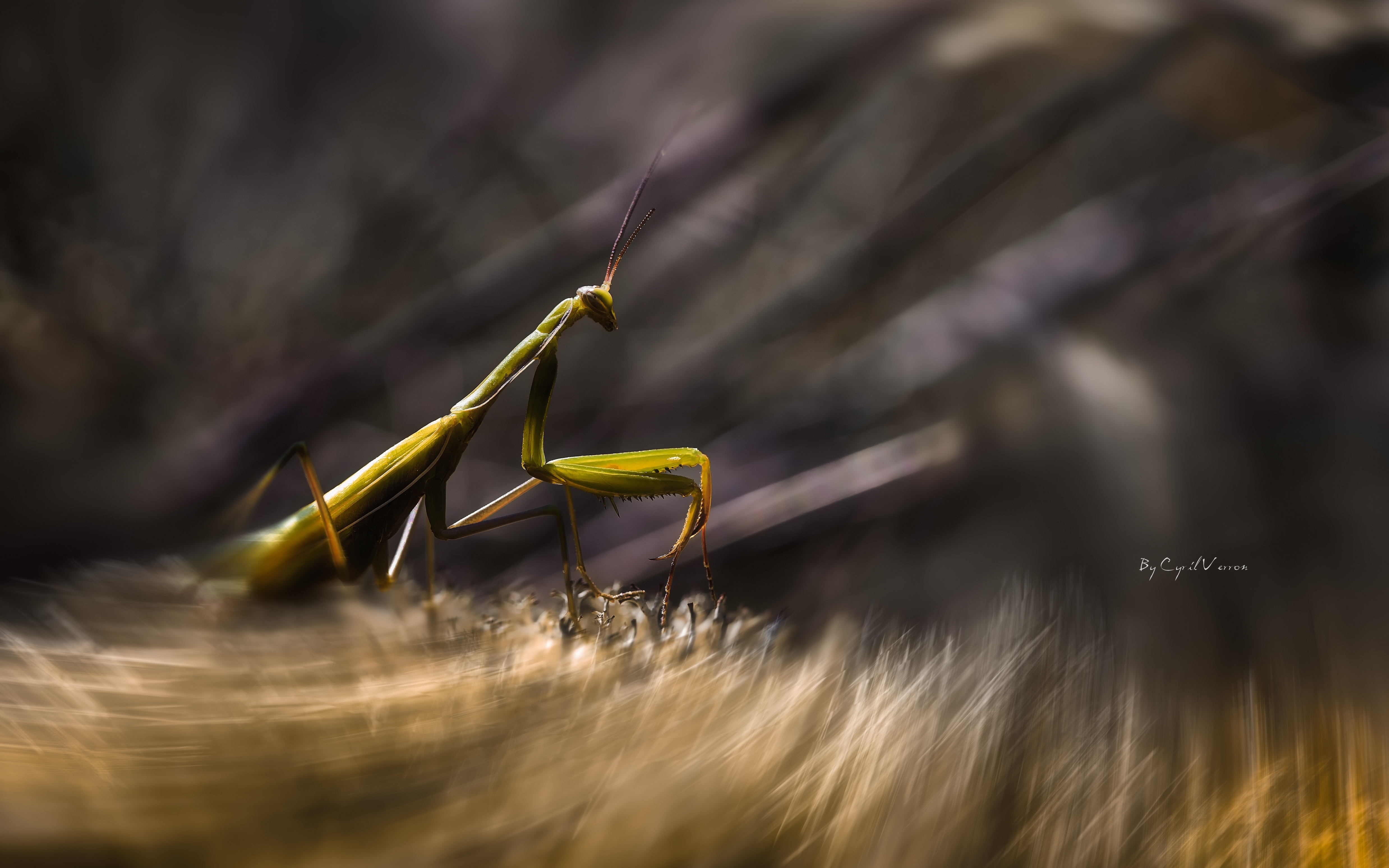 Download Animal Praying Mantis 4k Ultra HD Wallpaper by Cyril Verron
