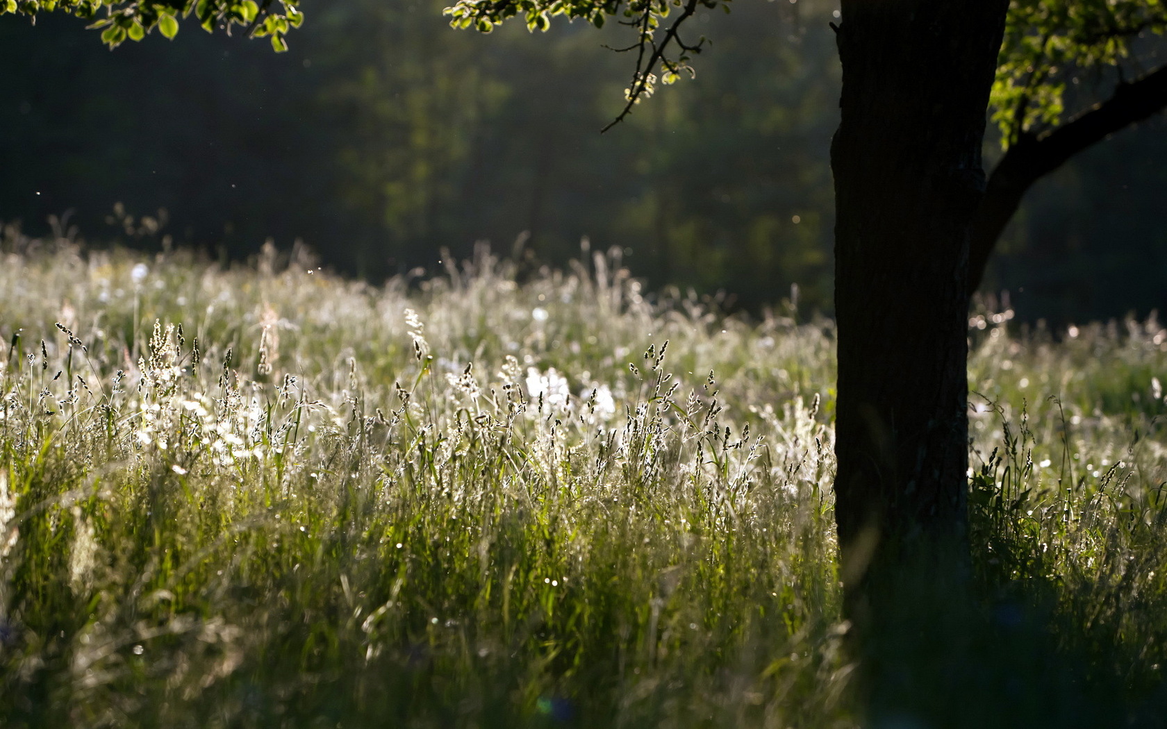 Download Nature Close-up Wallpaper