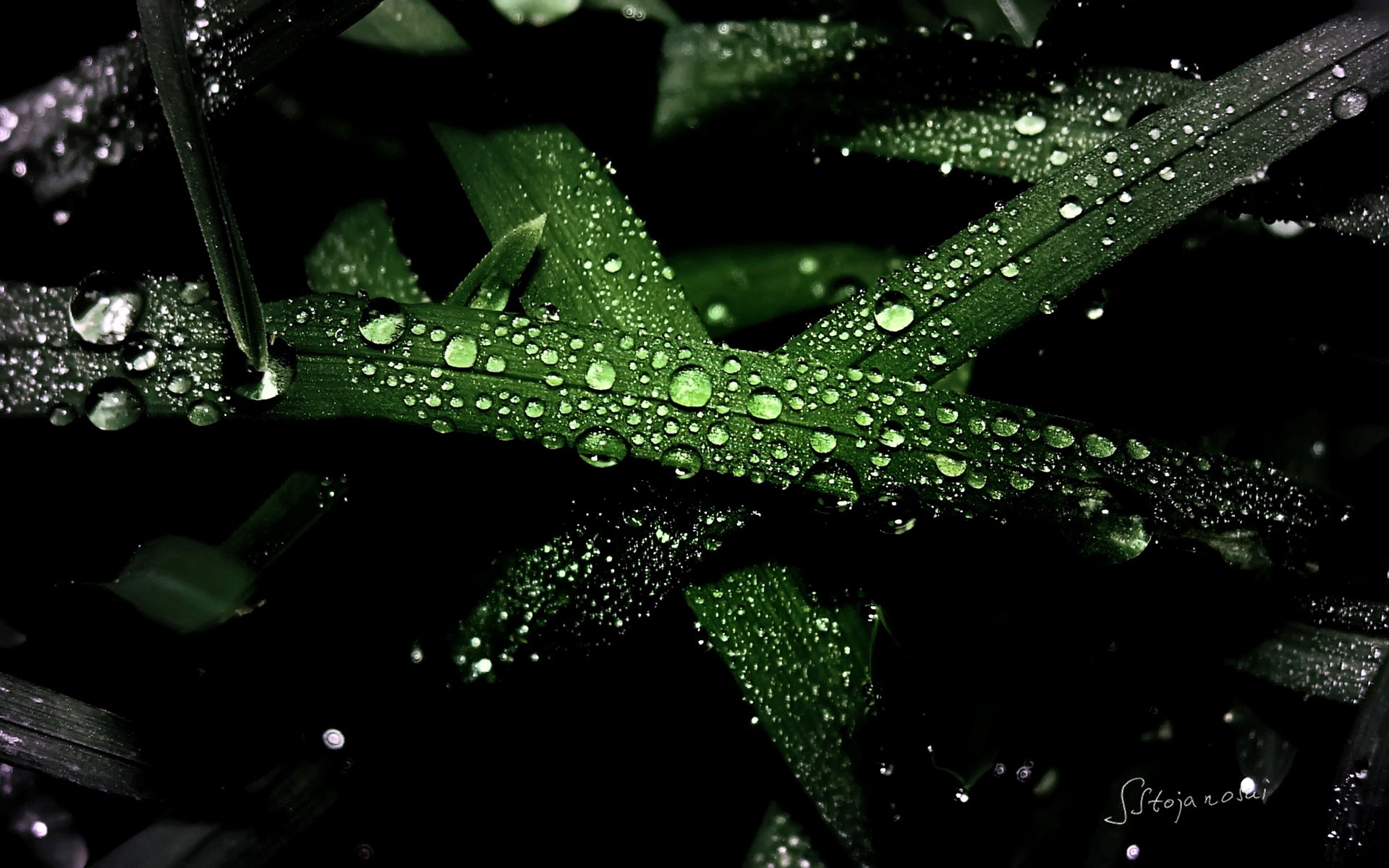 Crystal Drops on Lush Green Leaves - HD Nature Wallpaper