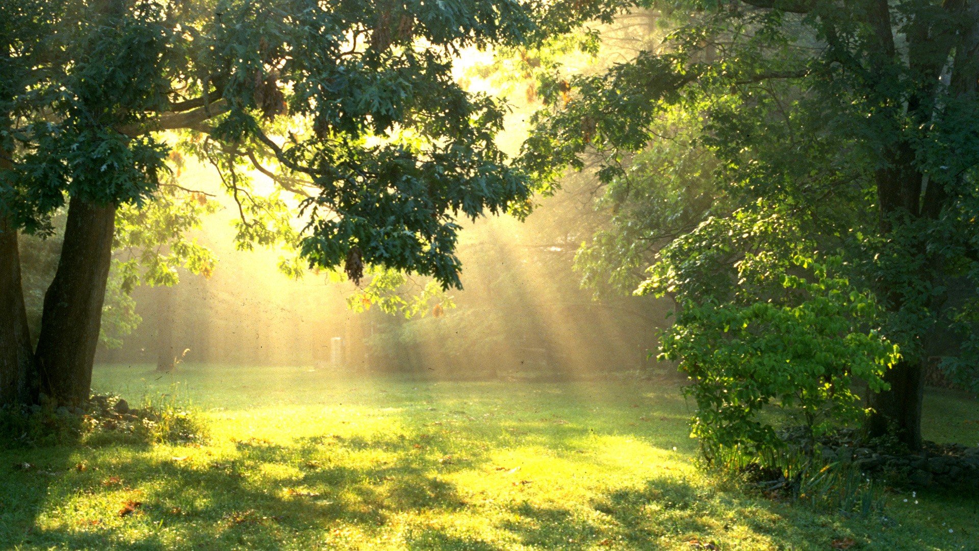 Radiant Sunbeams Through Lush Nature – HD Wallpaper