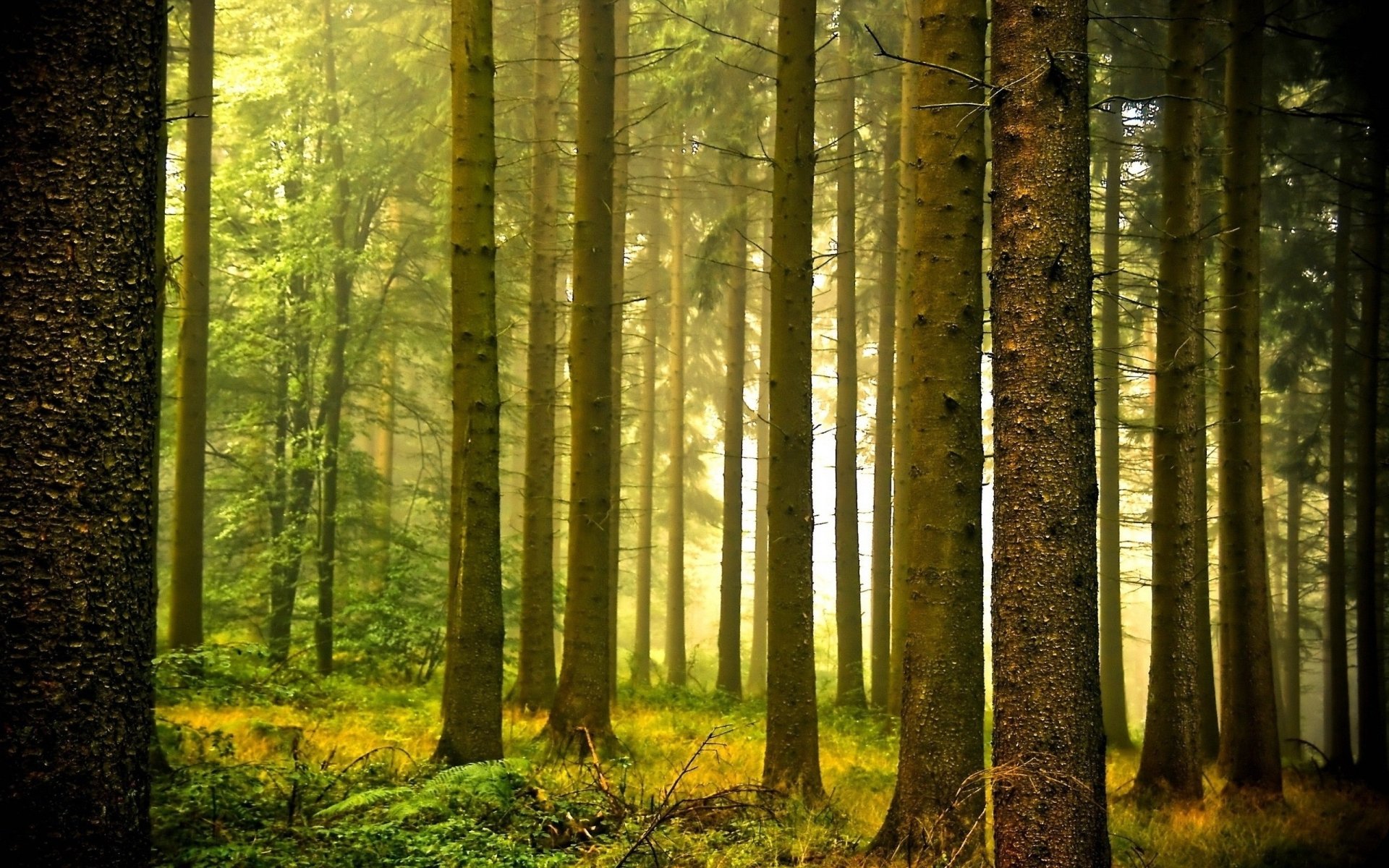 Serene Forest: A Stunning HD Wallpaper of Nature's Beauty | 2560x1600 ...