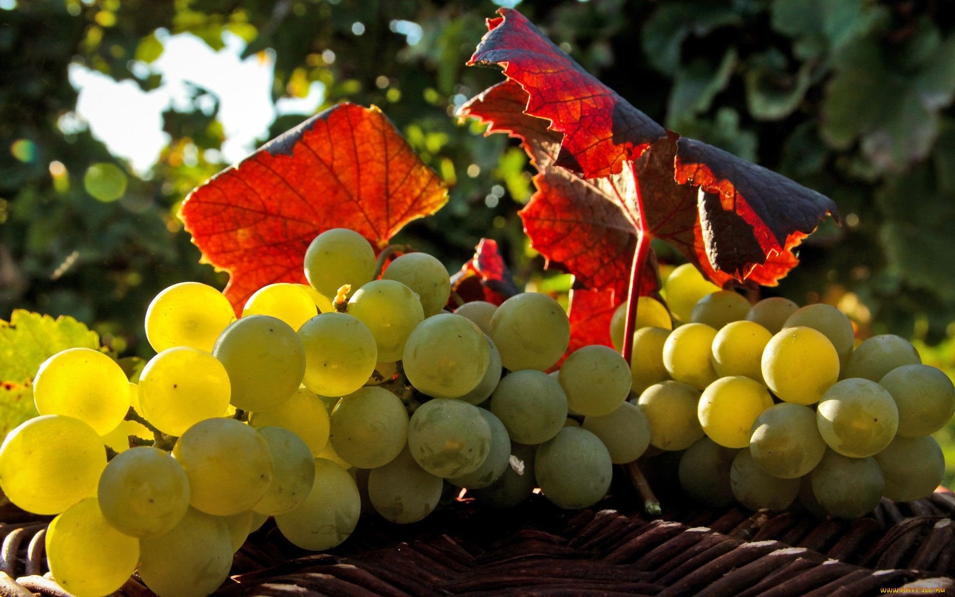 Grapes HD Wallpaper