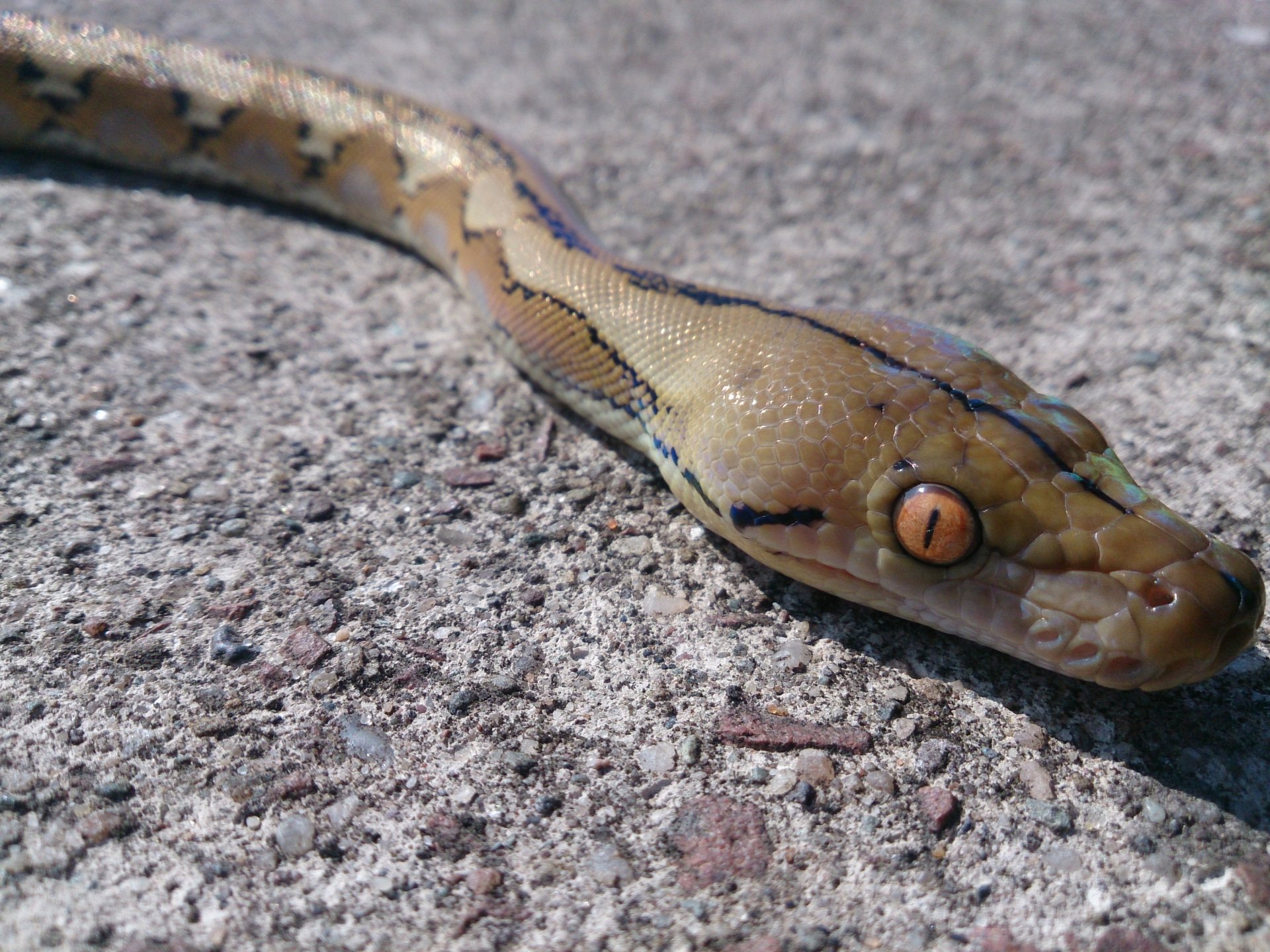 Stunning Snake: A 4K Ultra HD Wallpaper Experience