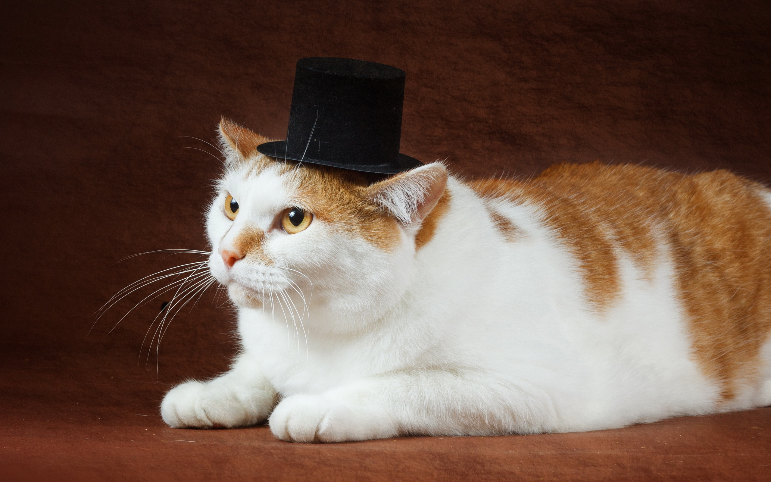 Charming Cat in a Top Hat - HD Wallpaper