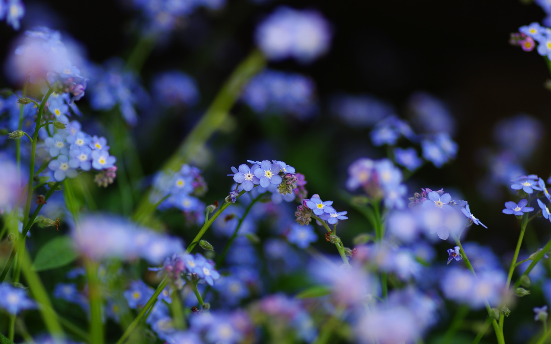 Tranquil Nature: HD Wallpaper of Beautiful Blue Flowers