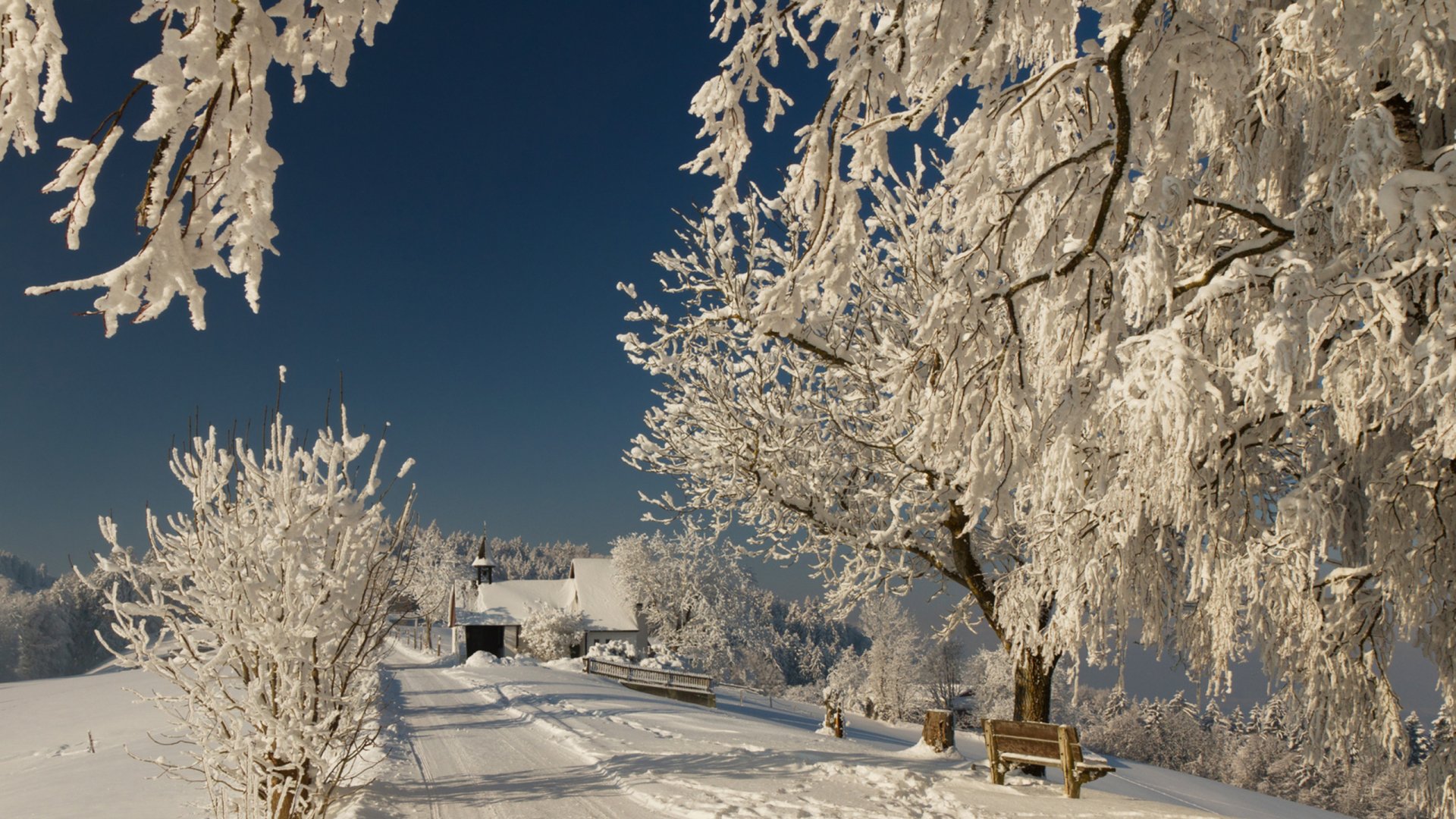 Winter Wonderland: HD Wallpaper of Snowy Serenity | 2560x1440 ...