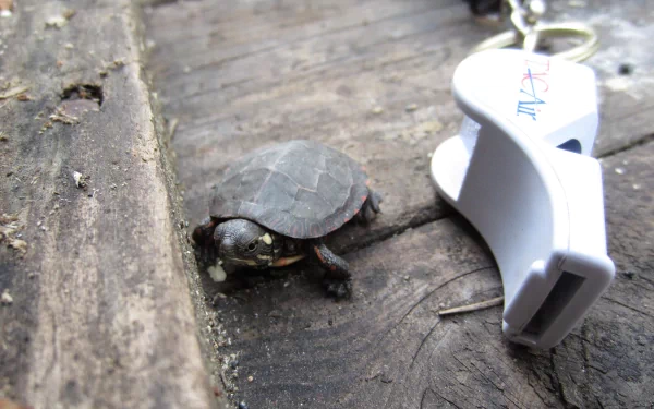 [60+] Turtle 4k Wallpapers