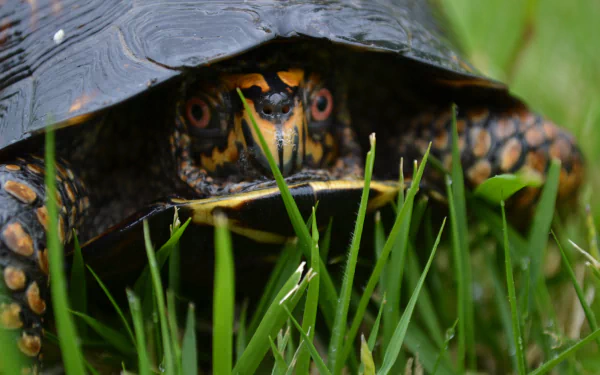 [60+] Turtle 4k Wallpapers