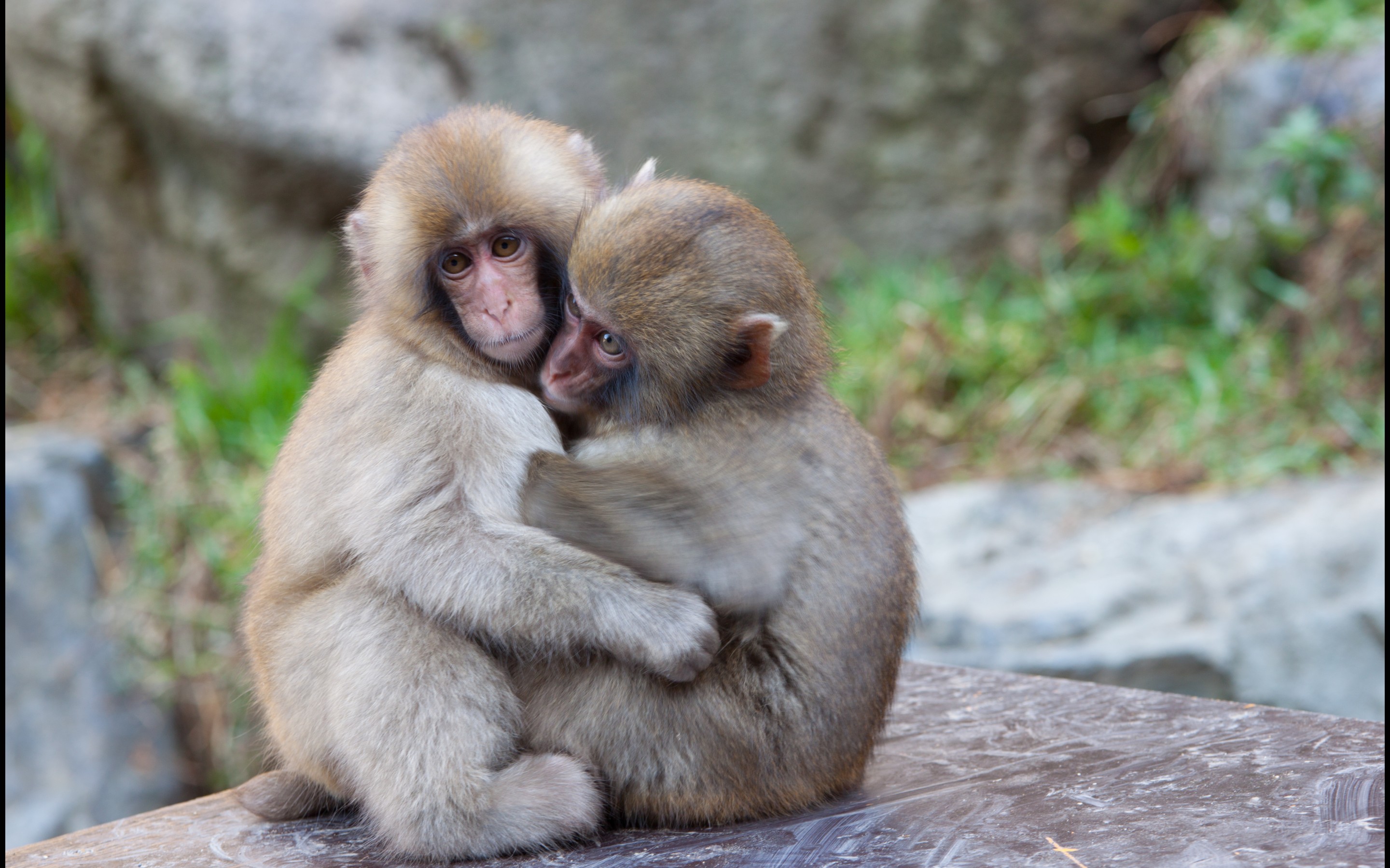 Monkey Love and Hugging ♥♥