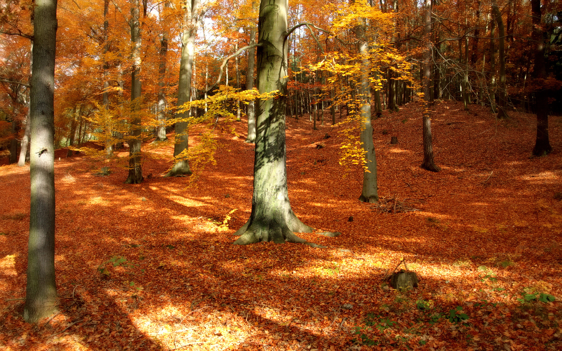 Vibrant Fall Forest HD Wallpaper: Nature’s Autumn Glow