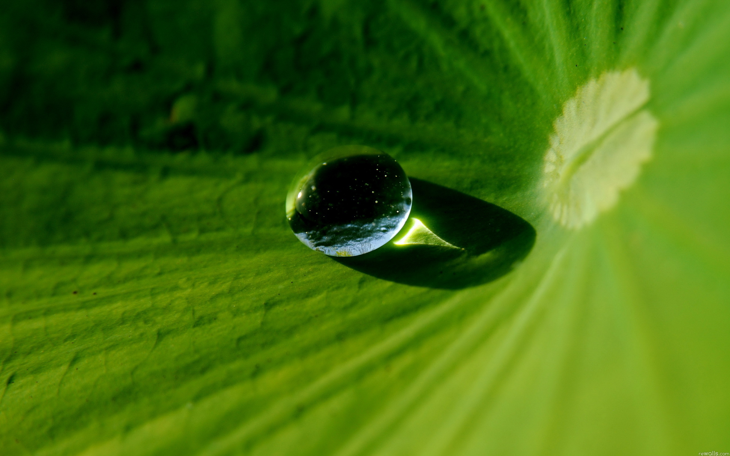 Download Nature Water Drop HD Wallpaper