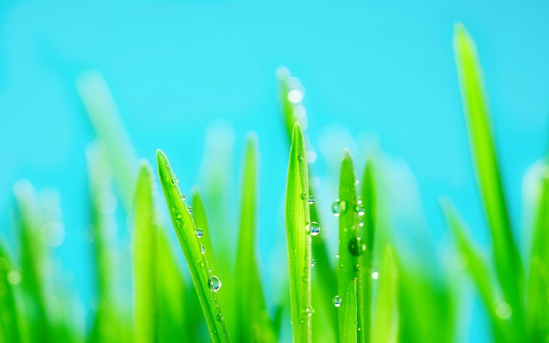 Emerald Blades — Dewy HD Grass Wallpaper