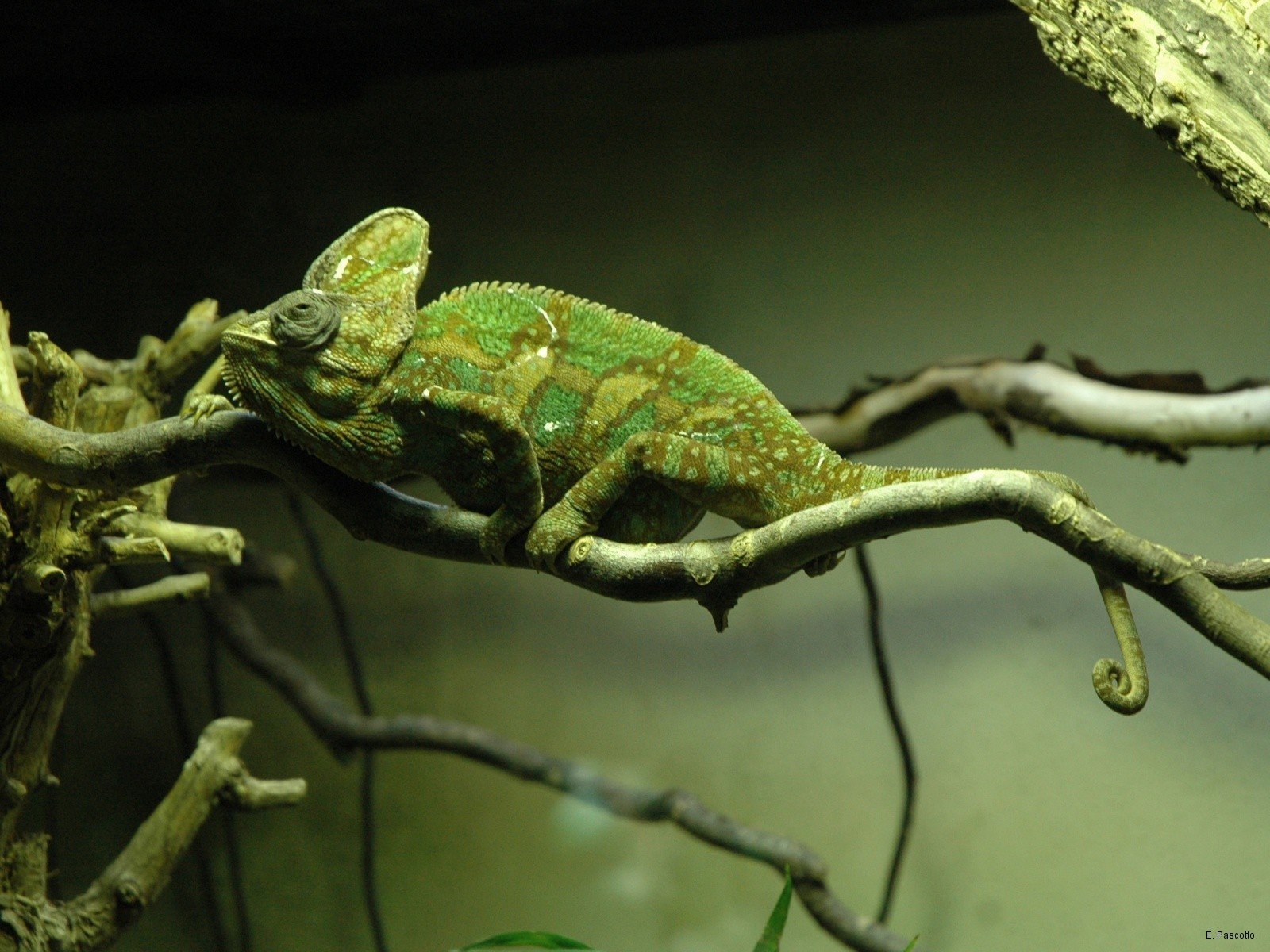 Emerald Branch Chameleon — HD Wallpaper | 1600x1200 | Wallpaper Abyss