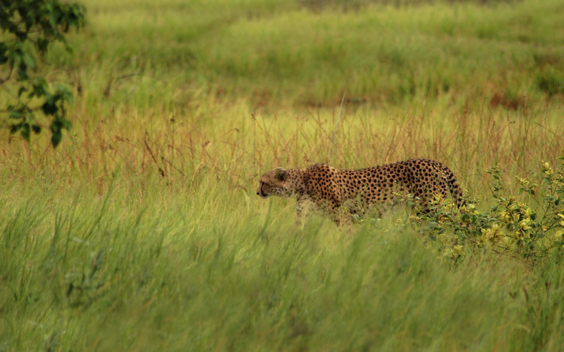 Majestic Cheetah in Lush Green Wilderness - HD Animal Wallpaper ...