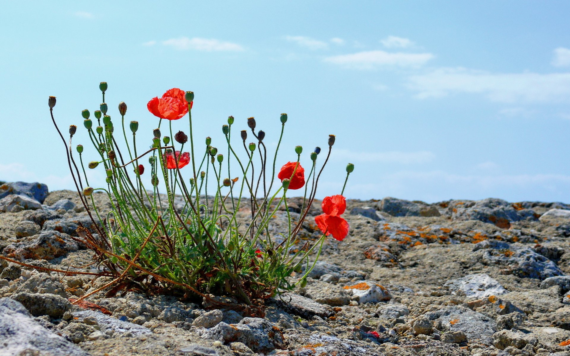 HD Serenity: Vibrant Poppies Thriving in Nature's Rough Stone Canvas ...