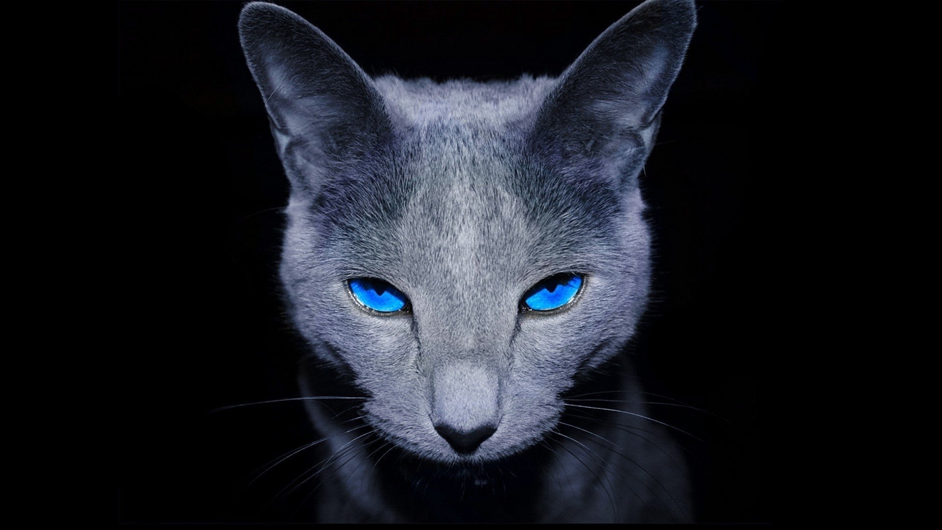 Striking Blue-Eyed Cat HD Wallpaper