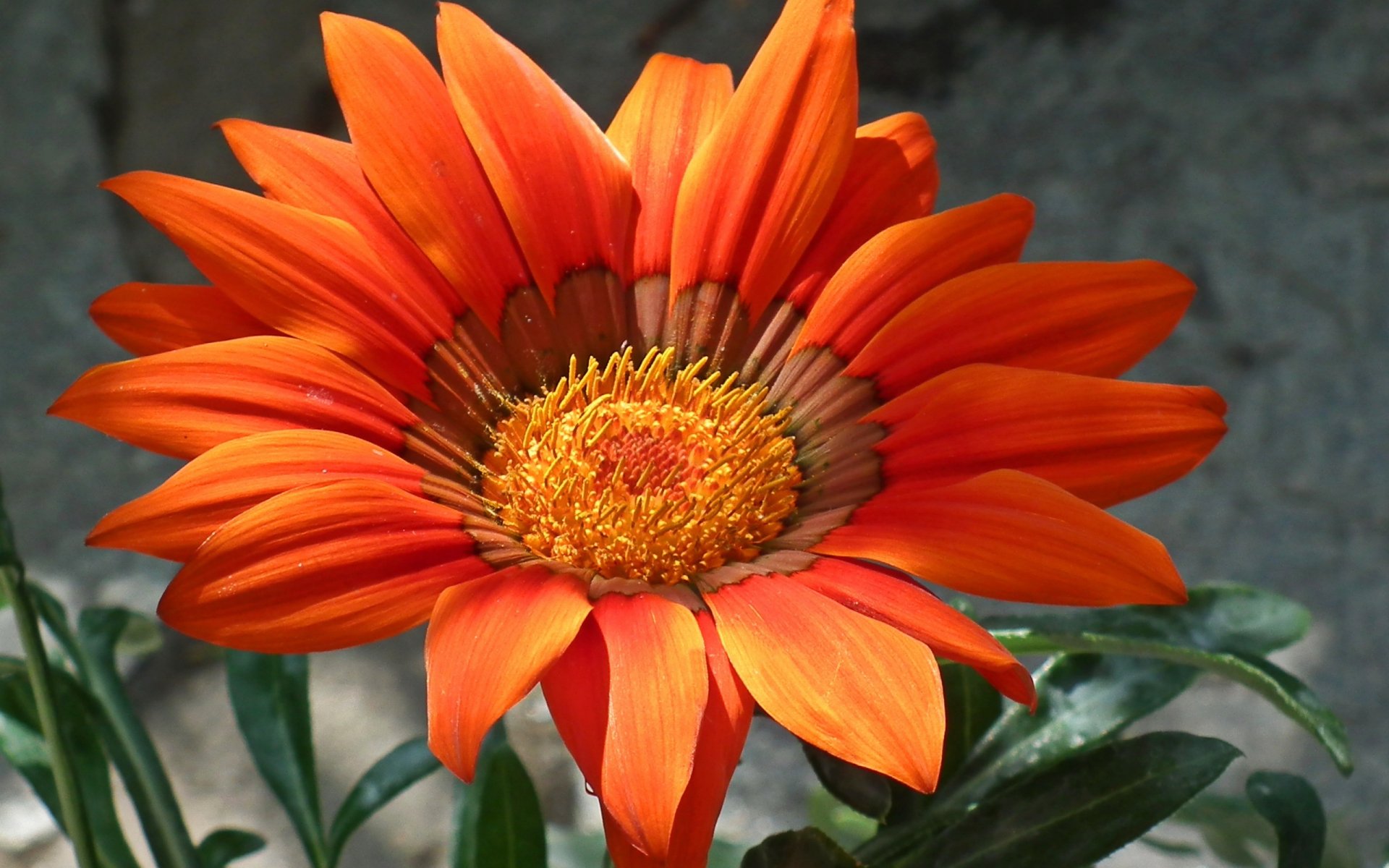 Vibrant Nature Bloom – HD Floral Wallpaper | 2560x1600 | Wallpaper Abyss