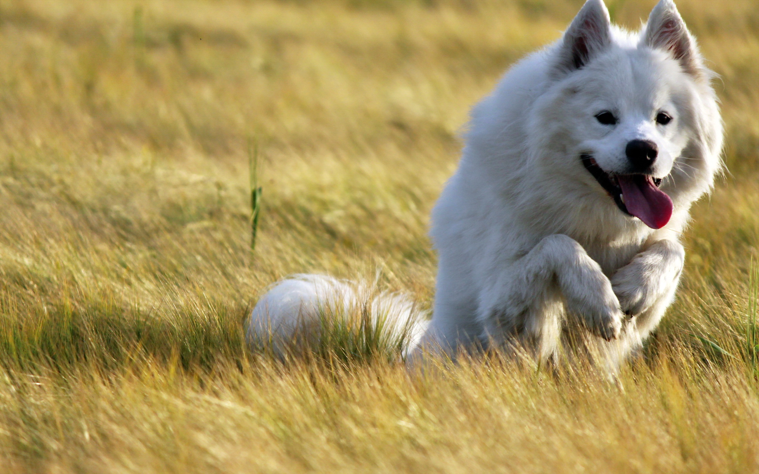 Dog HD Wallpaper