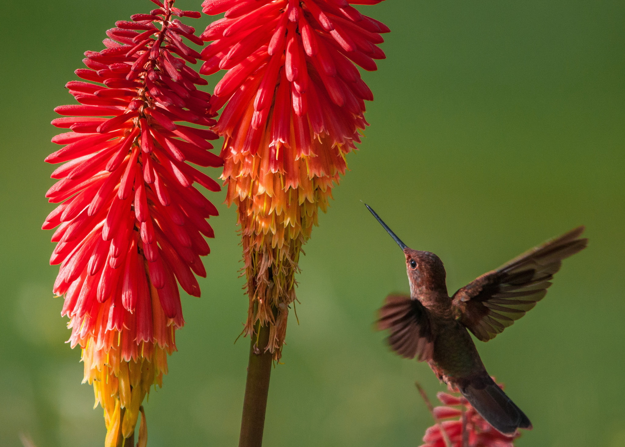 Download Animal Hummingbird HD Wallpaper