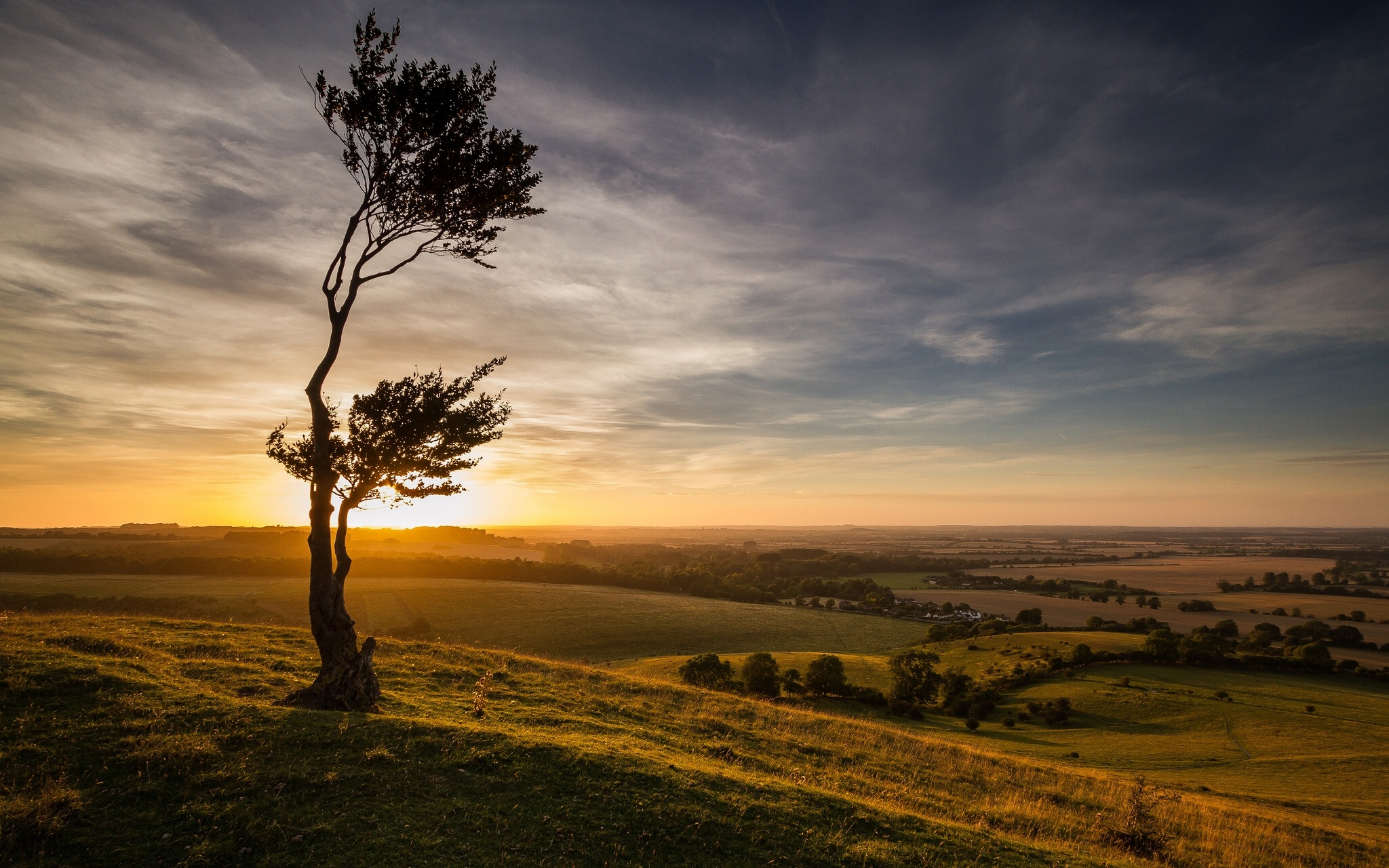 Download Nature Tree HD Wallpaper