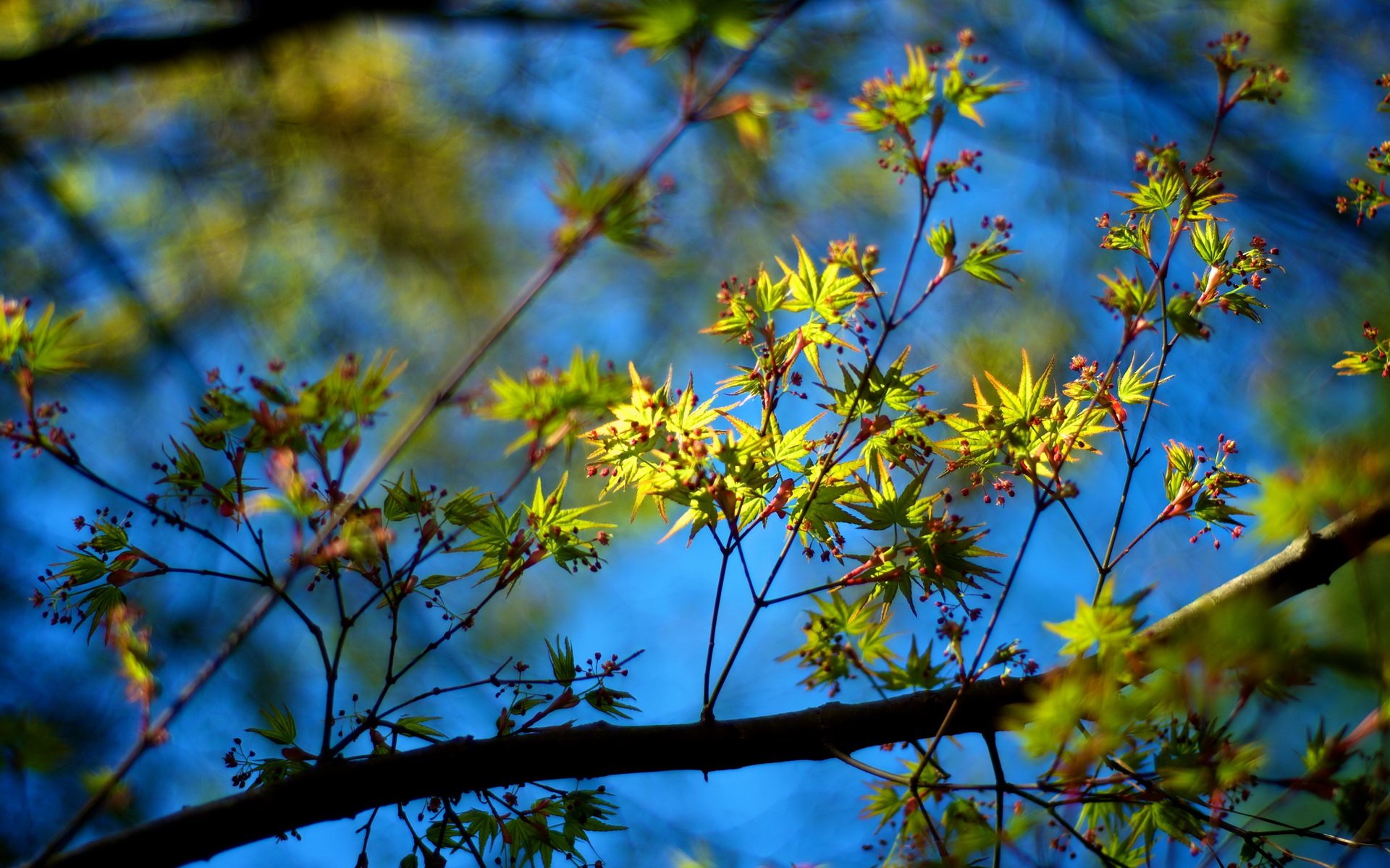 Sunlit Leaves HD — Nature Wallpaper | 1920x1200 | Wallpaper Abyss