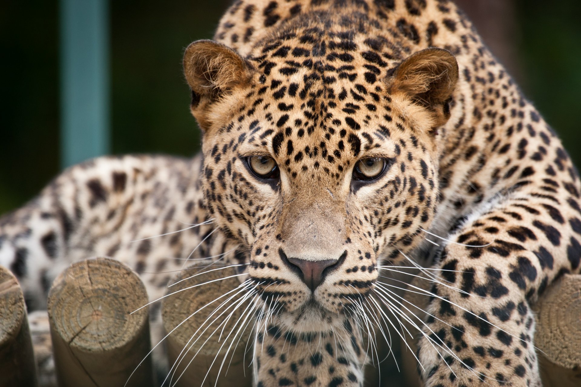 Stunning Leopard HD Wallpaper: Nature's Majestic Animal | 2048x1365 ...
