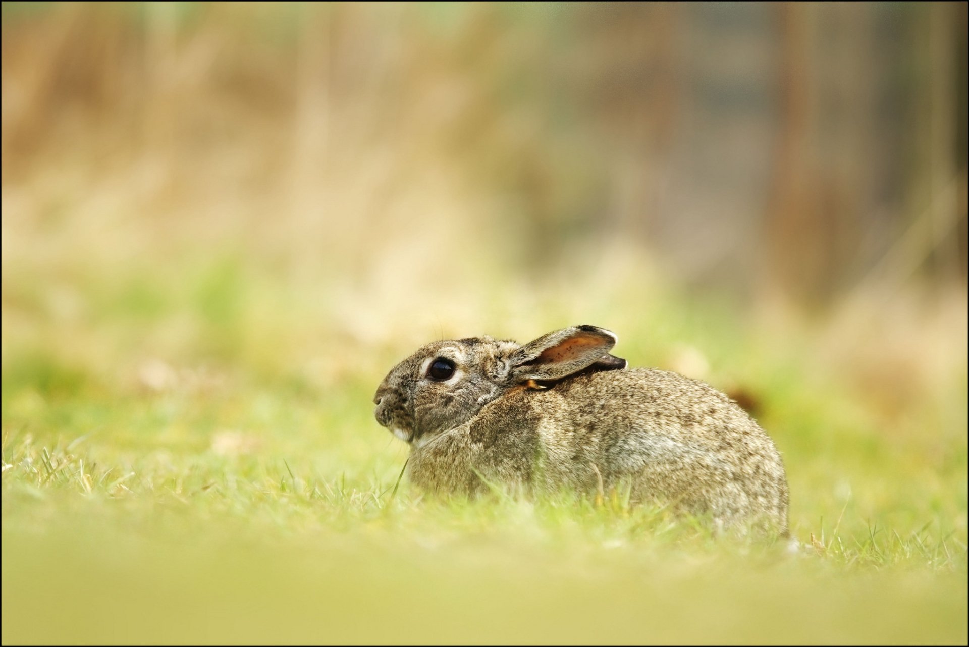 HD Hare in Natural Harmony: Stunning Wildlife Wallpaper