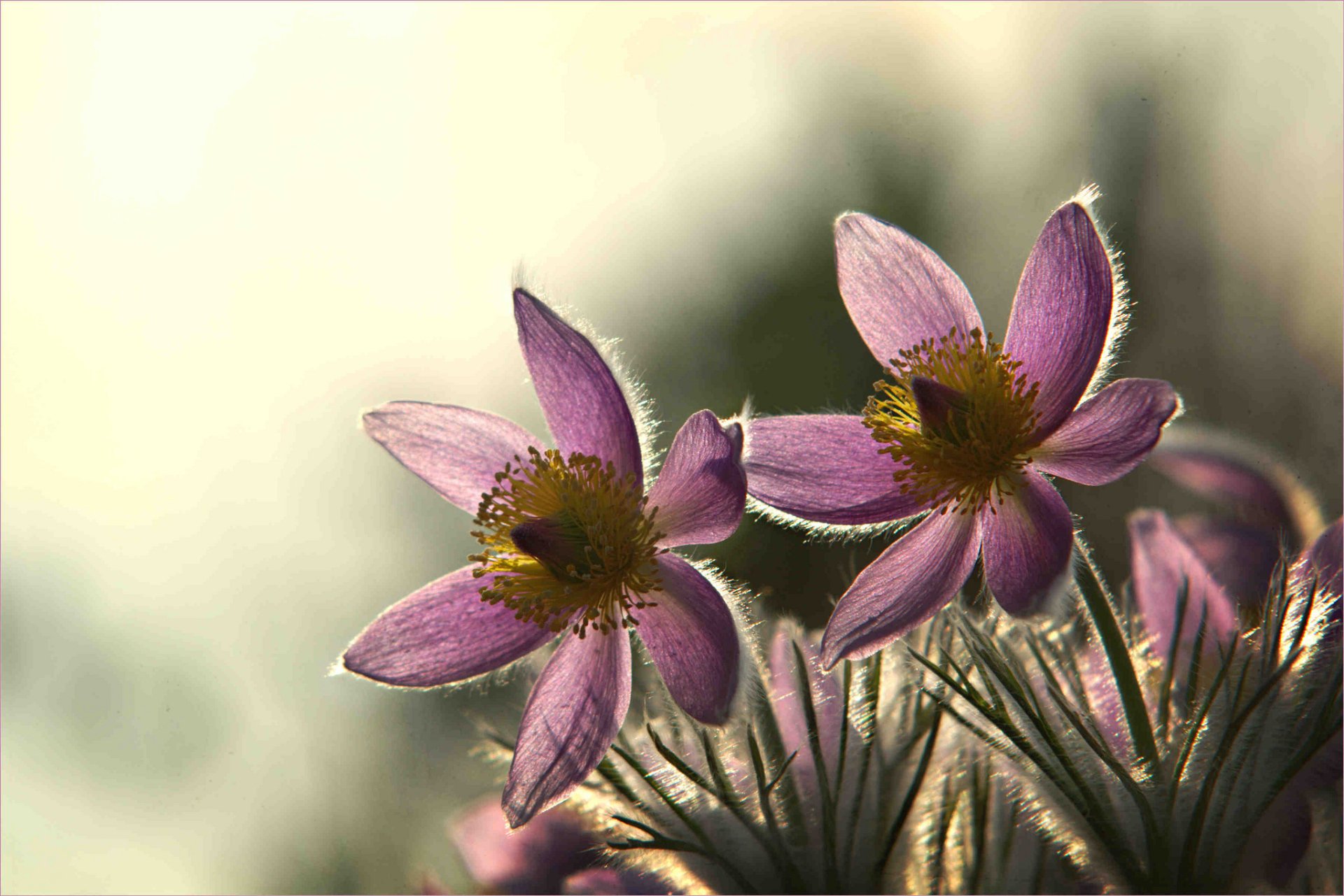 Serene Bloom: HD Nature's Floral Elegance Wallpaper | 2048x1366 ...