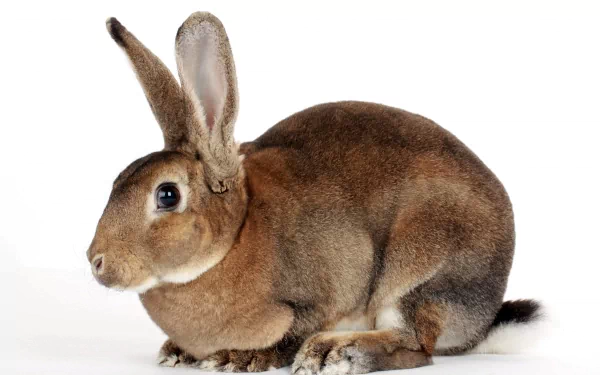 [70+] Rabbit 4k Wallpapers