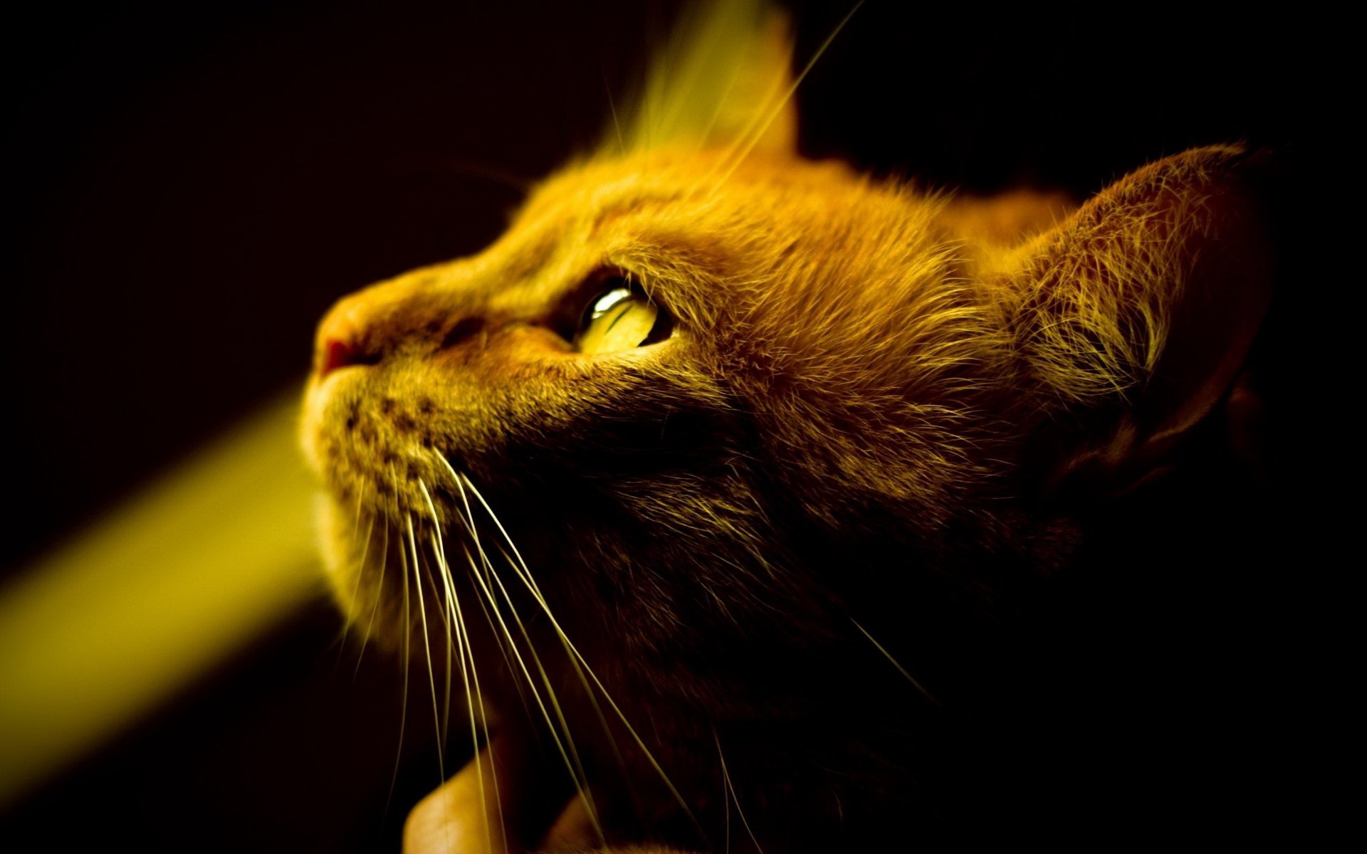 Captivating Cat: HD Wallpaper of a Feline Companion