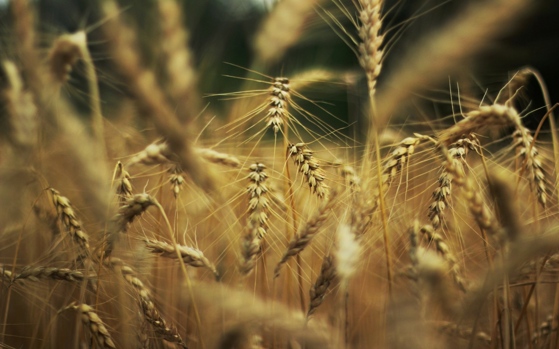 Golden Wheat Waves — 2K Quad HD Nature Wallpaper | 2880x1800 ...