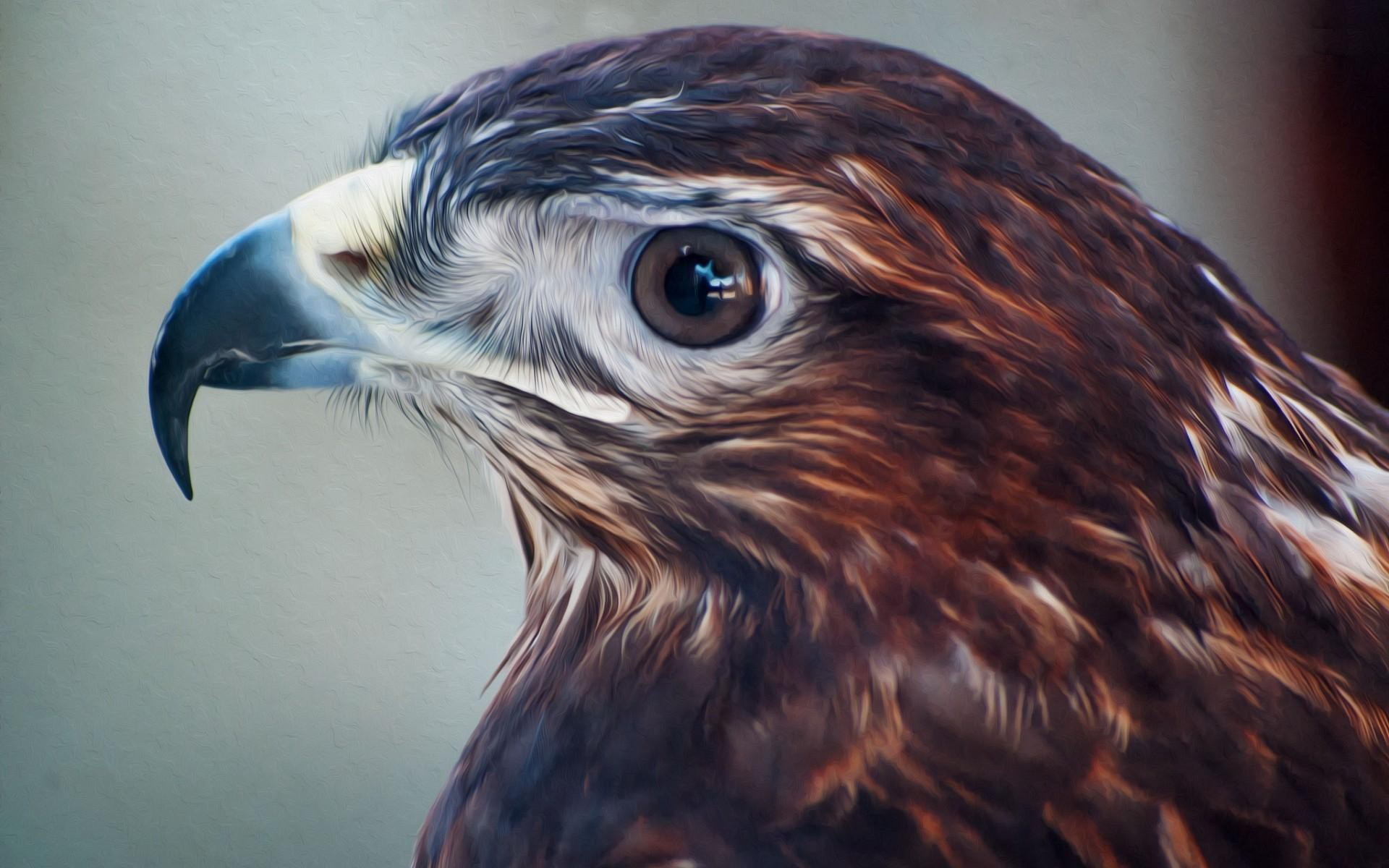 Download Animal Falcon HD Wallpaper