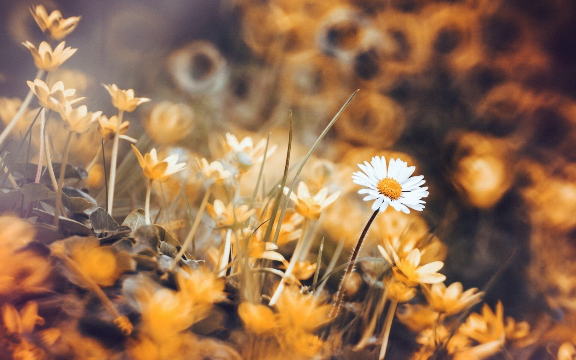 Nature Daisy HD Wallpaper