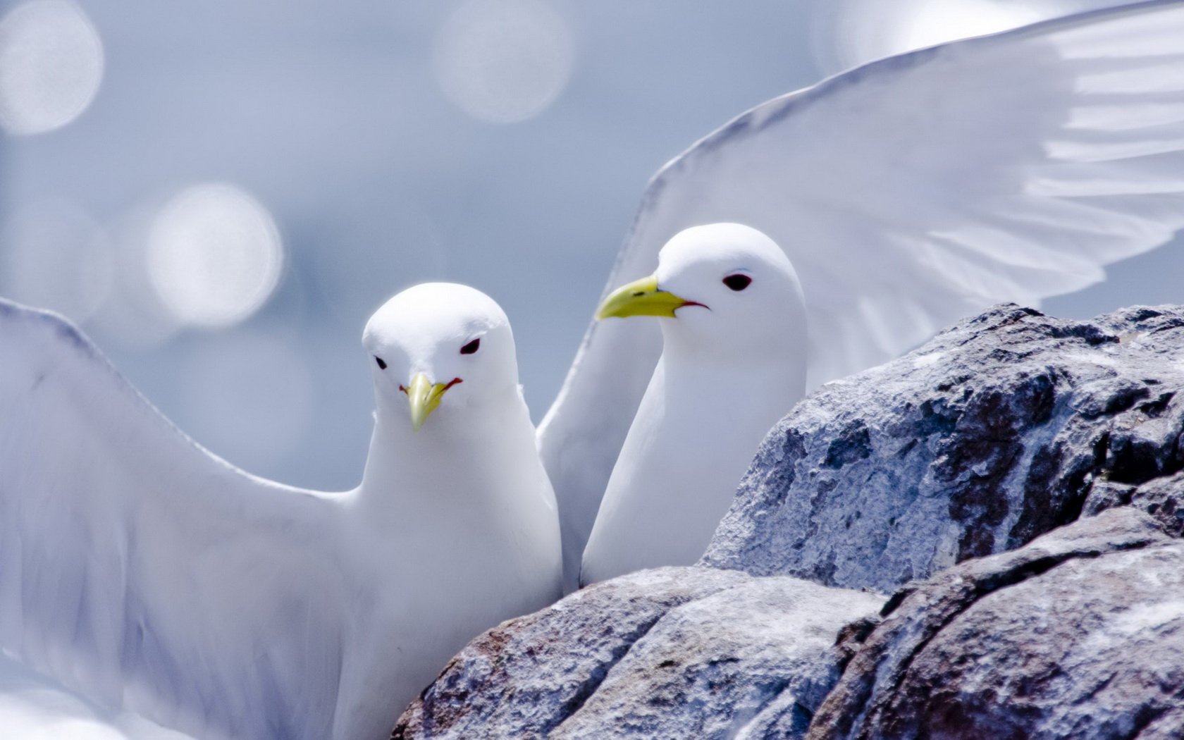 Stunning Seagull HD Wallpaper: Nature's Majestic Birds