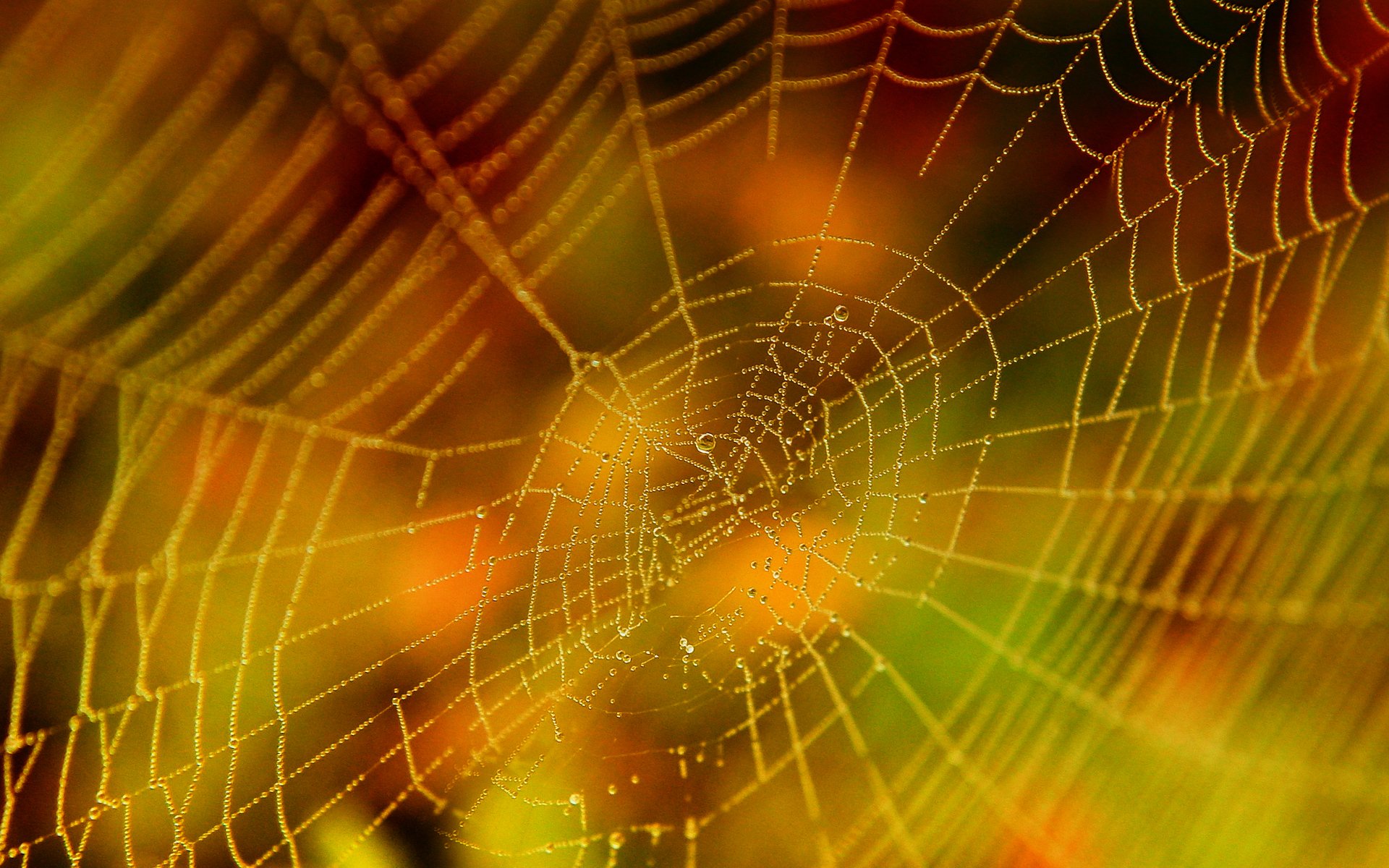 Ethereal Spider Web in Stunning HD Photography