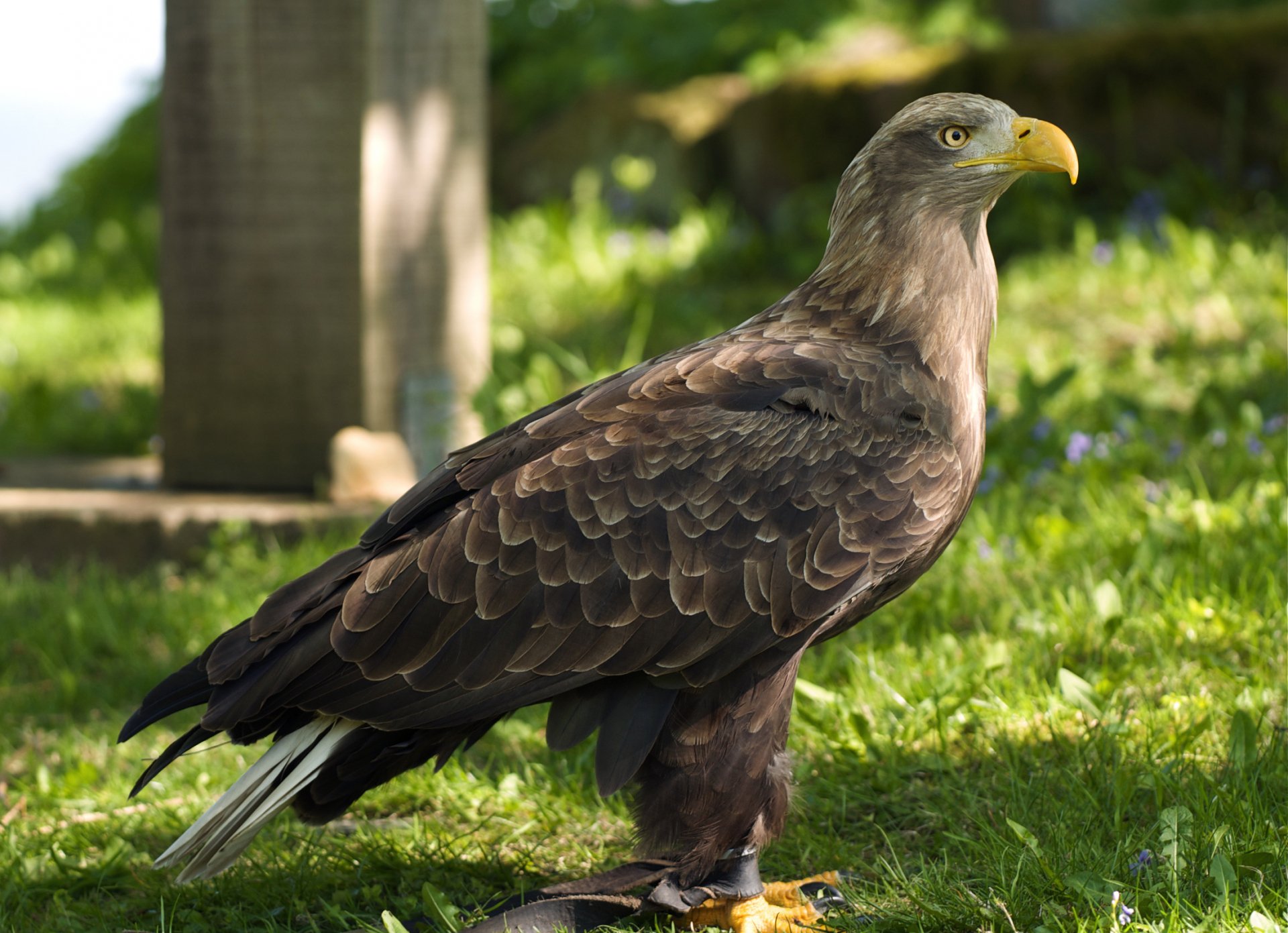 Download Animal White-tailed Eagle HD Wallpaper
