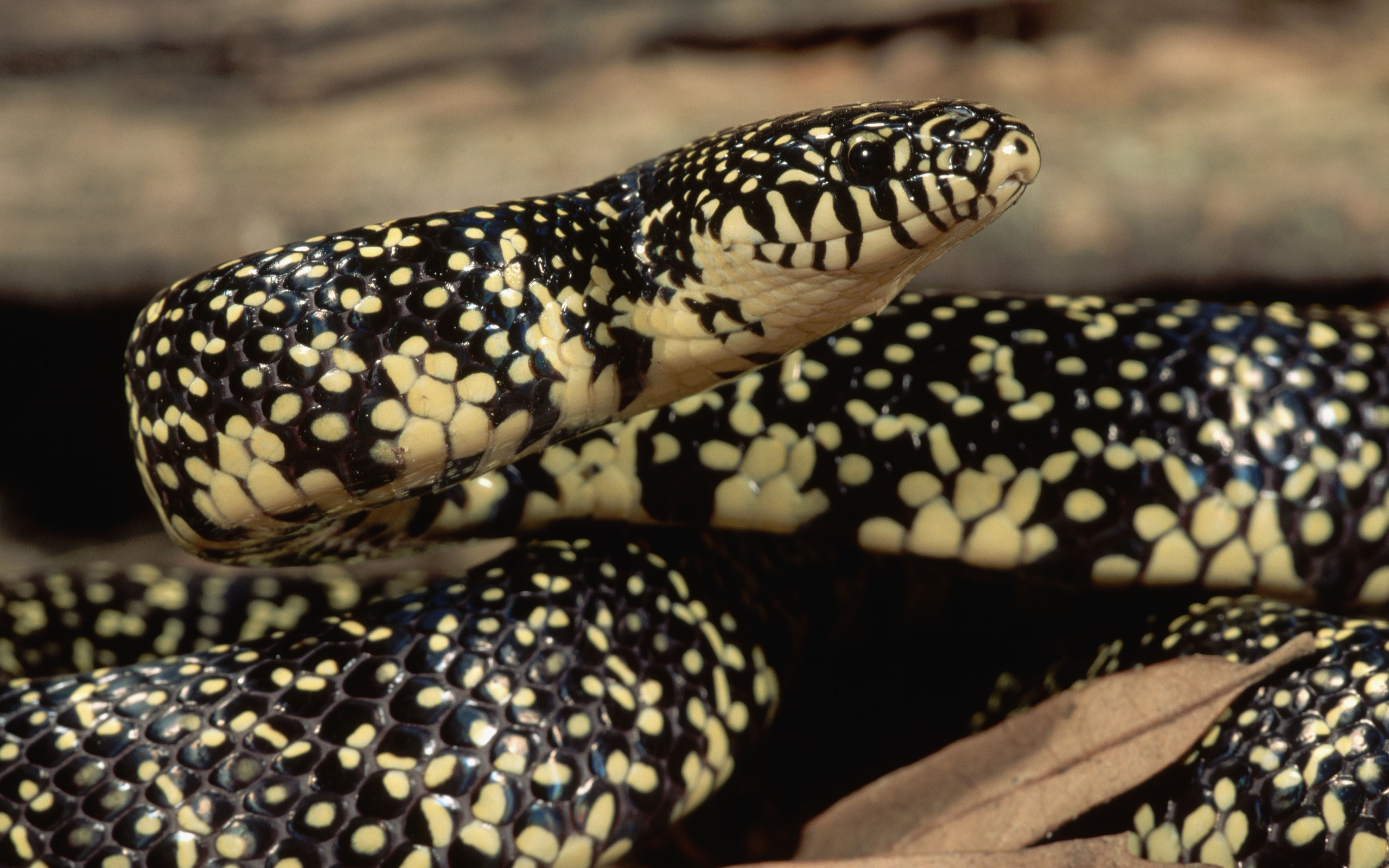 Striking Snake HD Wallpaper: Nature's Serpentine Beauty